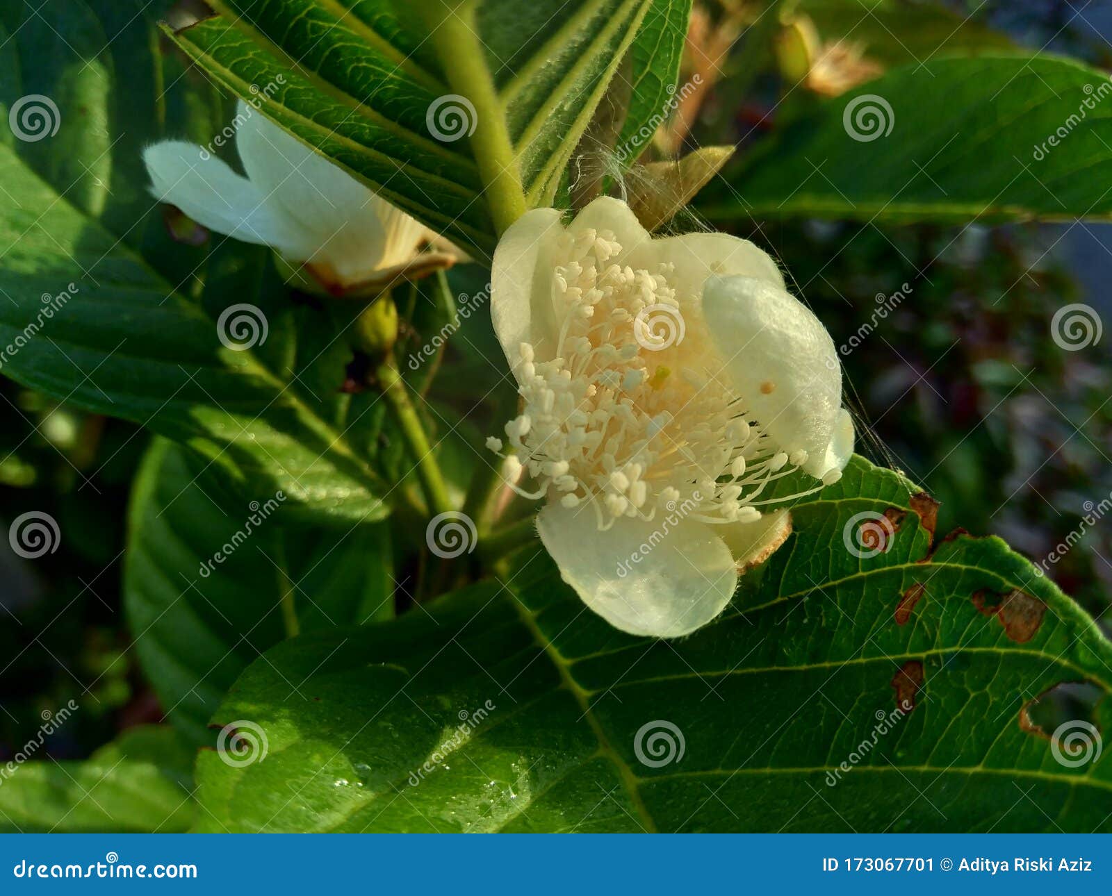 Guava Flower Common Guava, Psidium Guajava on the Tree Stock Image ...