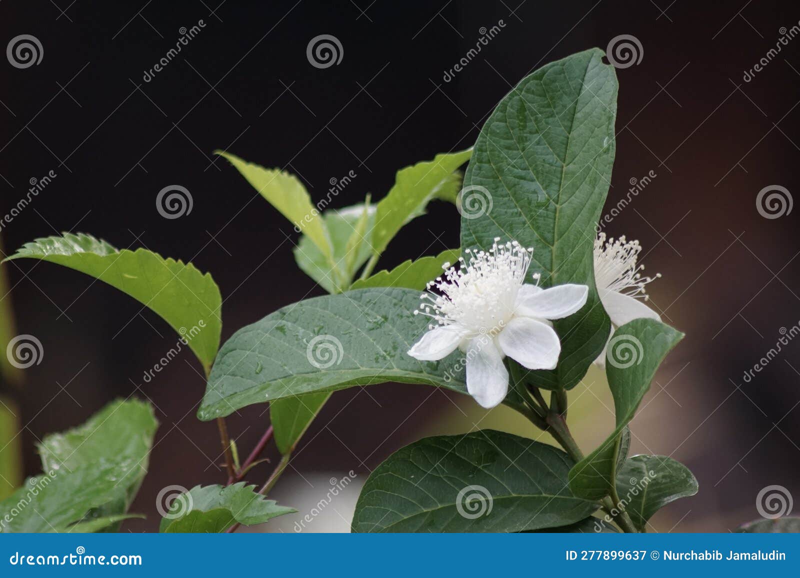 Guava flower in the garden stock image. Image of macro - 277899637