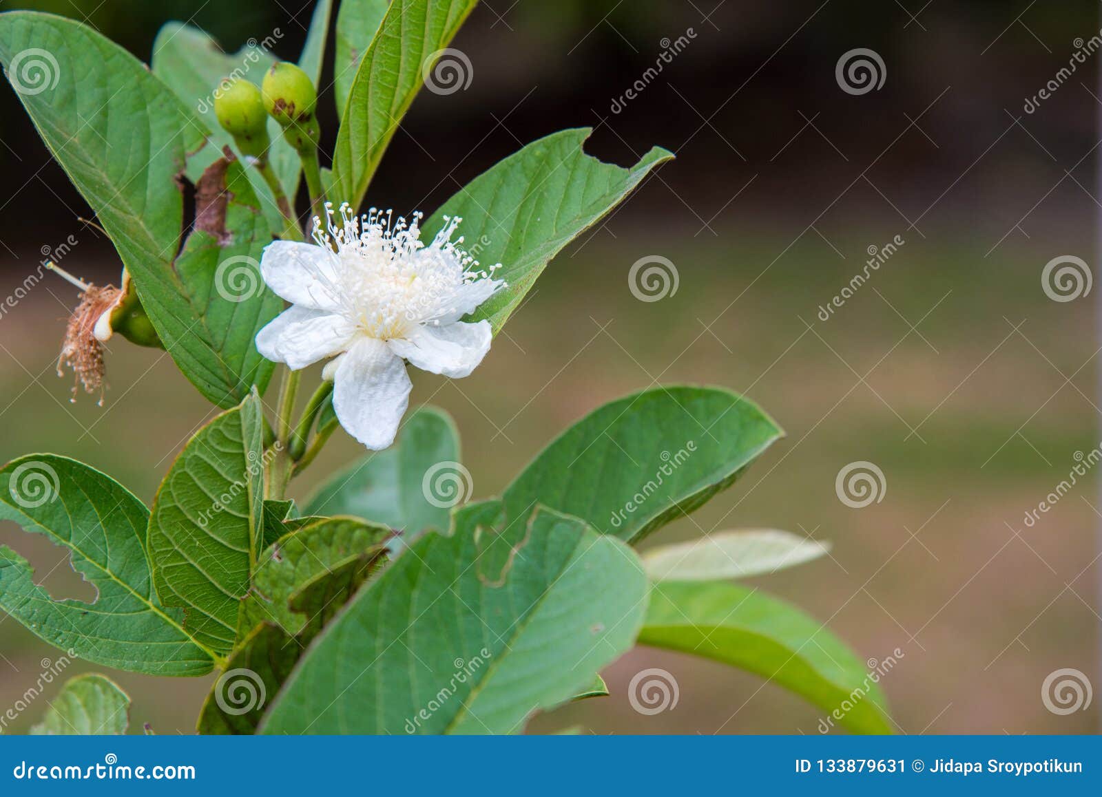 Guava white flower stock image. Image of guava, isolated - 133879631