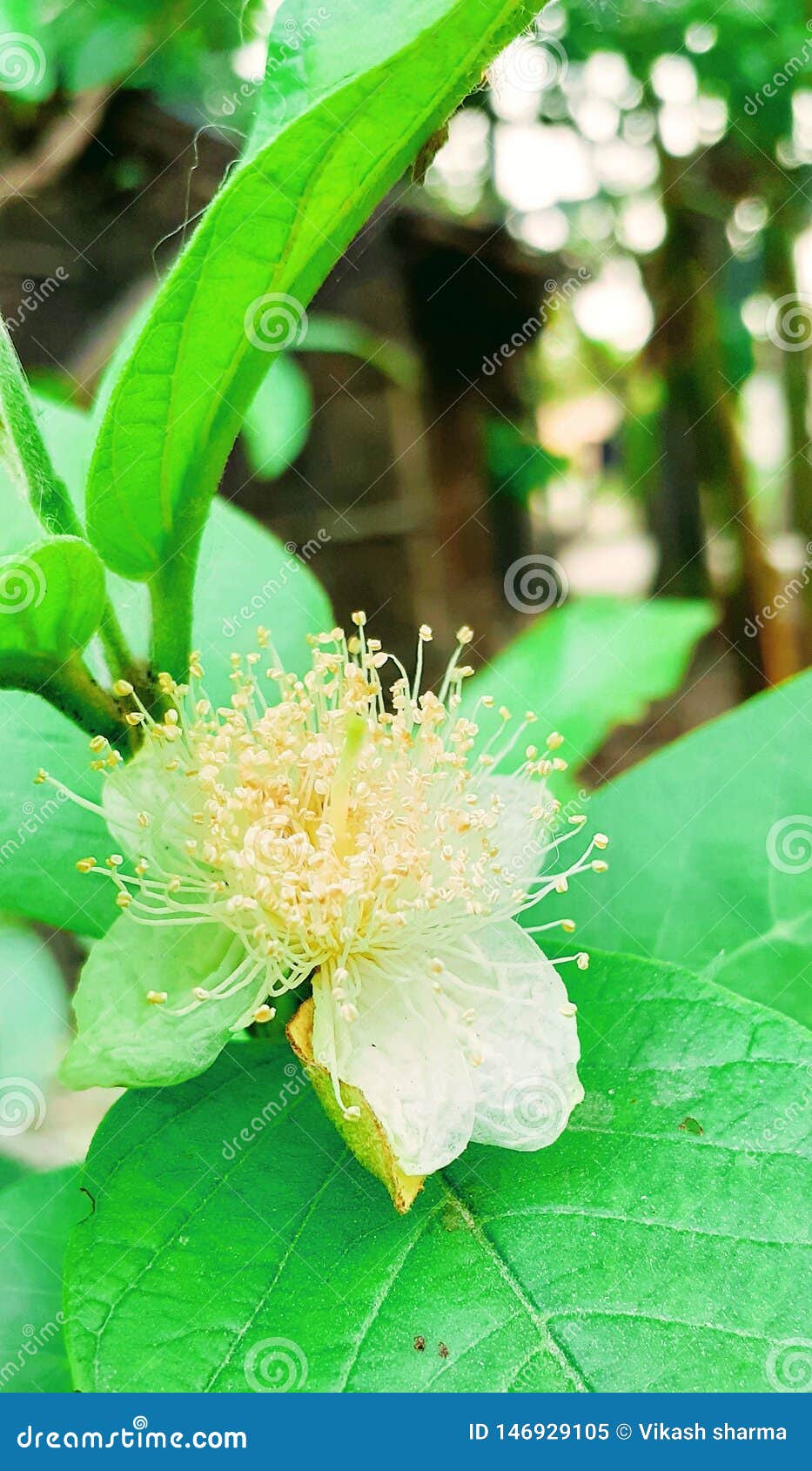 Guava flower green leafe stock image. Image of flowers - 146929105