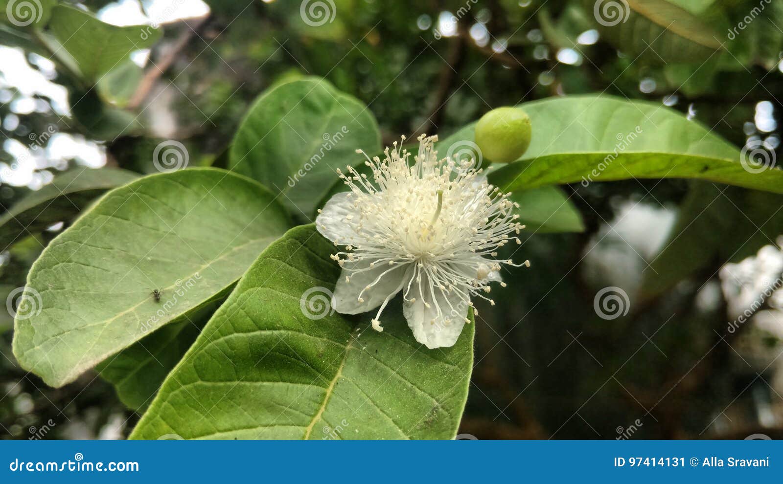Guava Flower with Leaves and Bud Stock Image - Image of name, flower ...