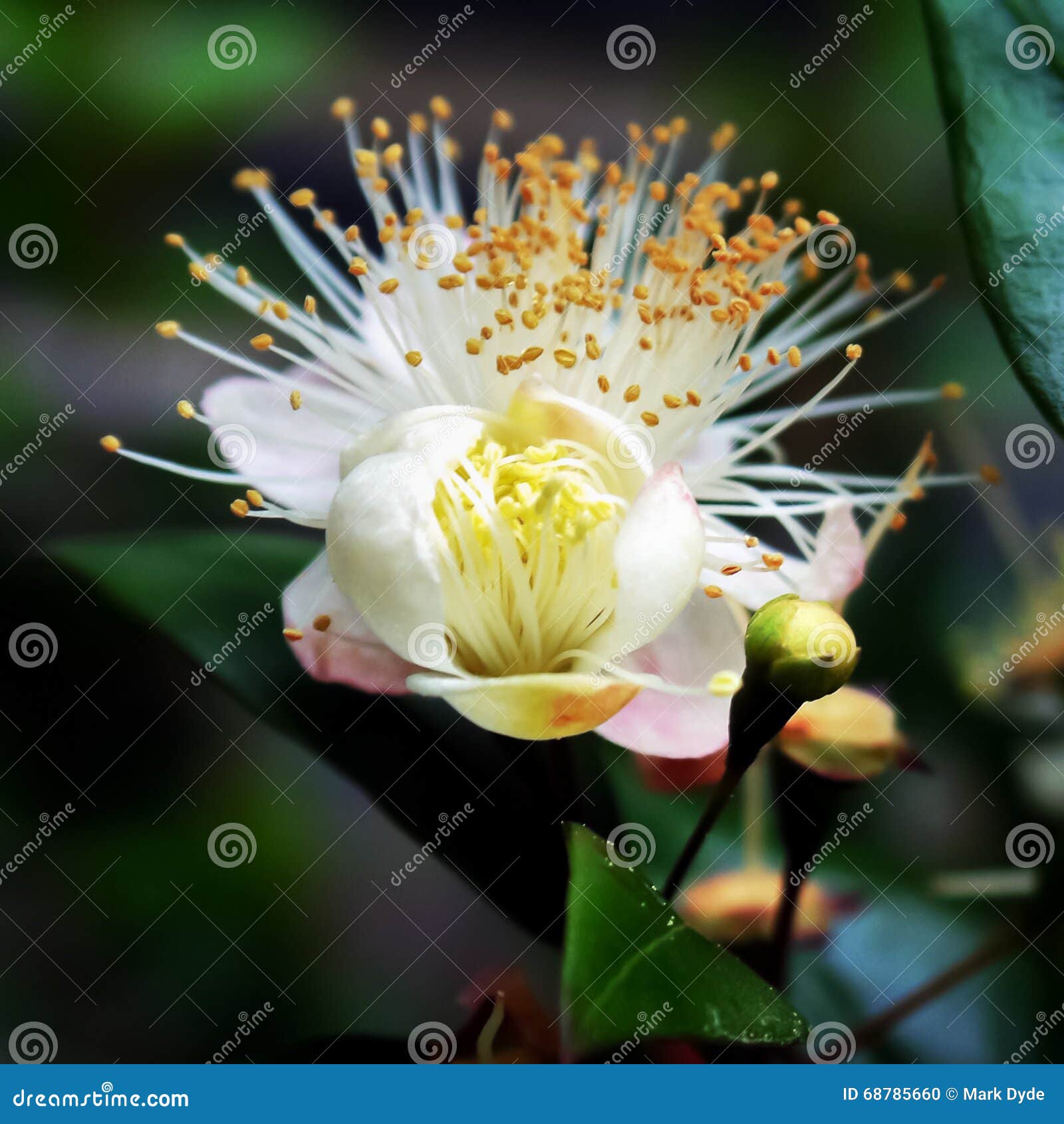 Guava Flowering stock photo. Image of british, flowering - 68785660