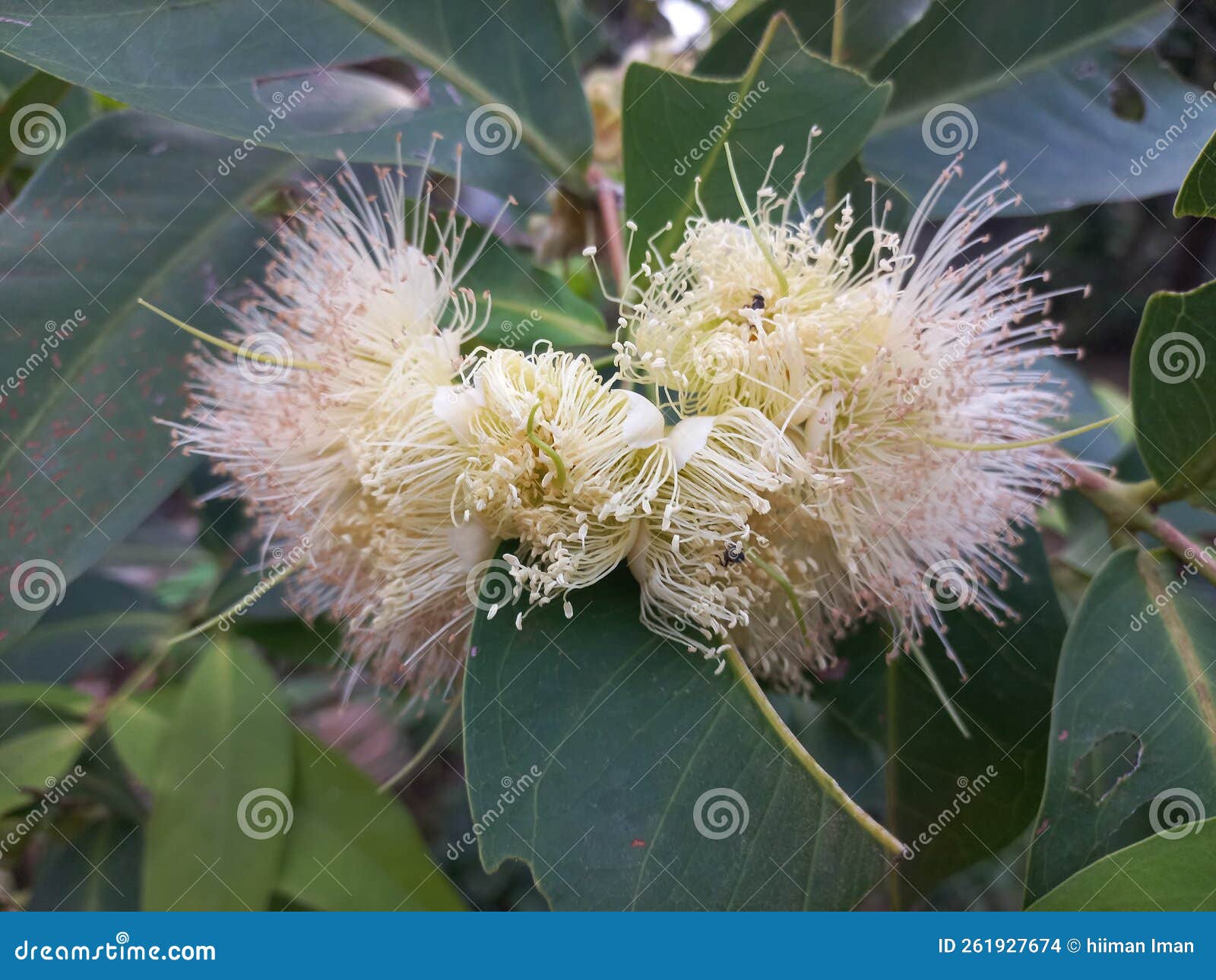Guava Flowers that are Blooming Will Become Fruit Stock Photo - Image ...