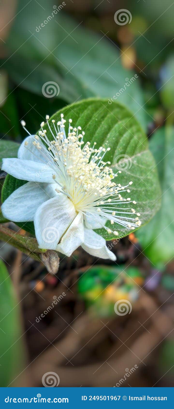 Guava flowers stock image. Image of branch, grass, wildflower - 249501967