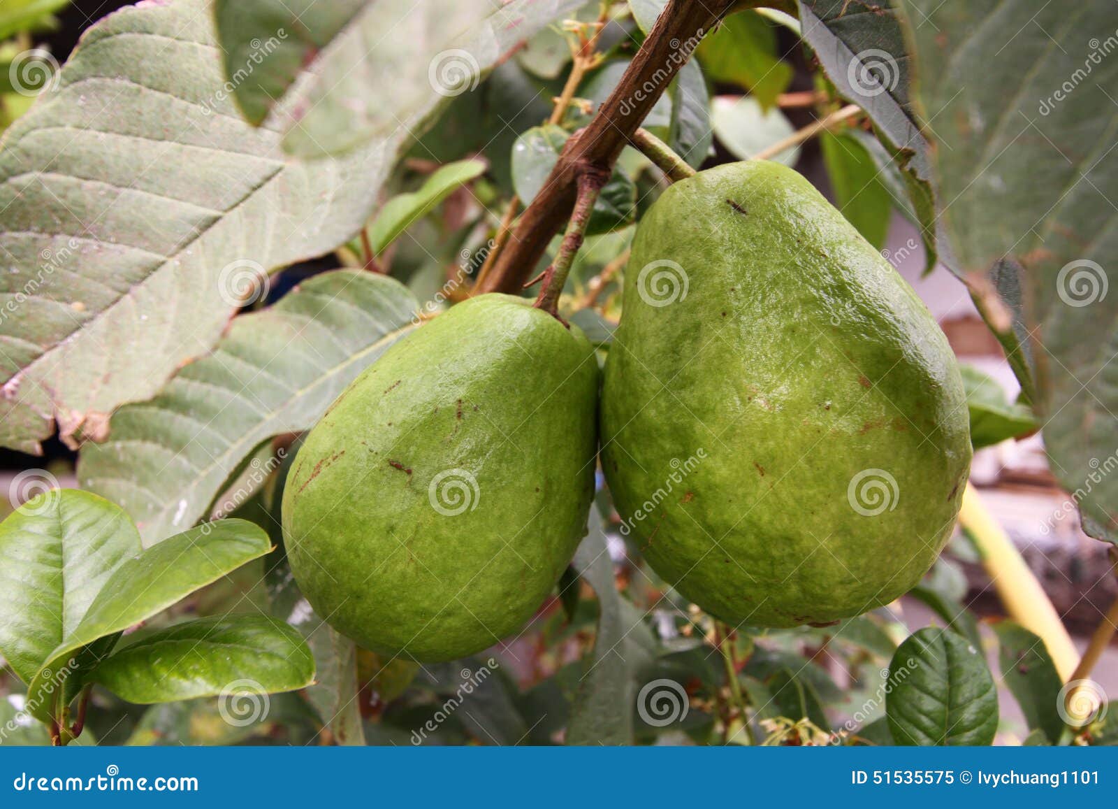 Guava stock image. Image of green, guajava, food, plant - 51535575