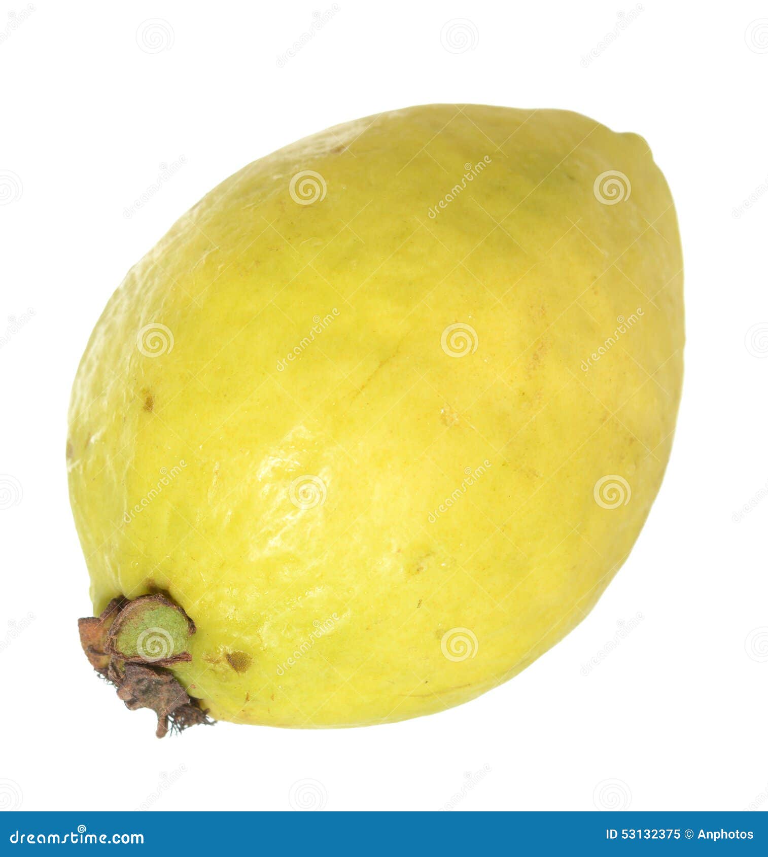 815 Single Guava Stock Photos - Free & Royalty-Free Stock Photos from ...