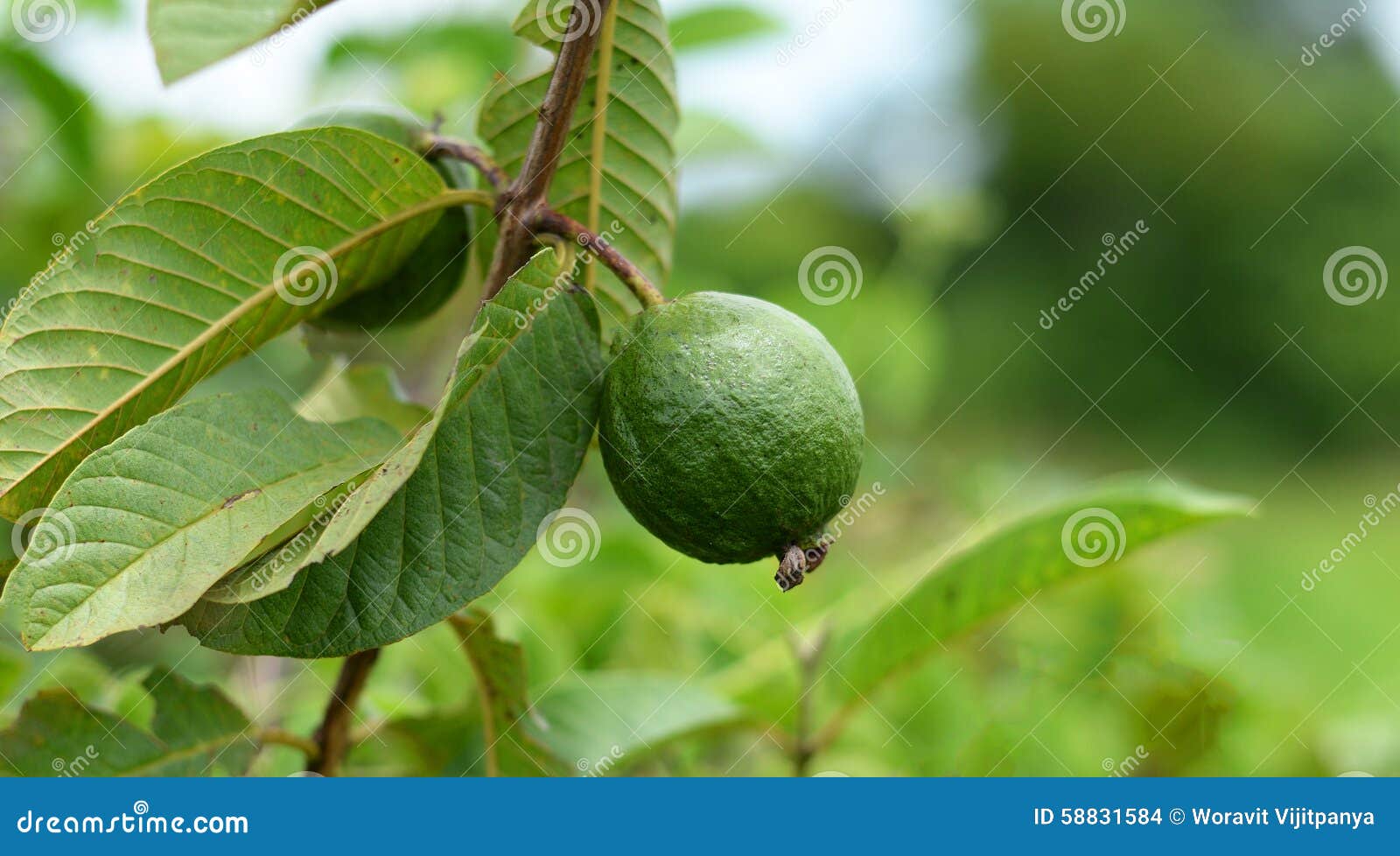807 Small Guava Photos - Free & Royalty-Free Stock Photos from Dreamstime