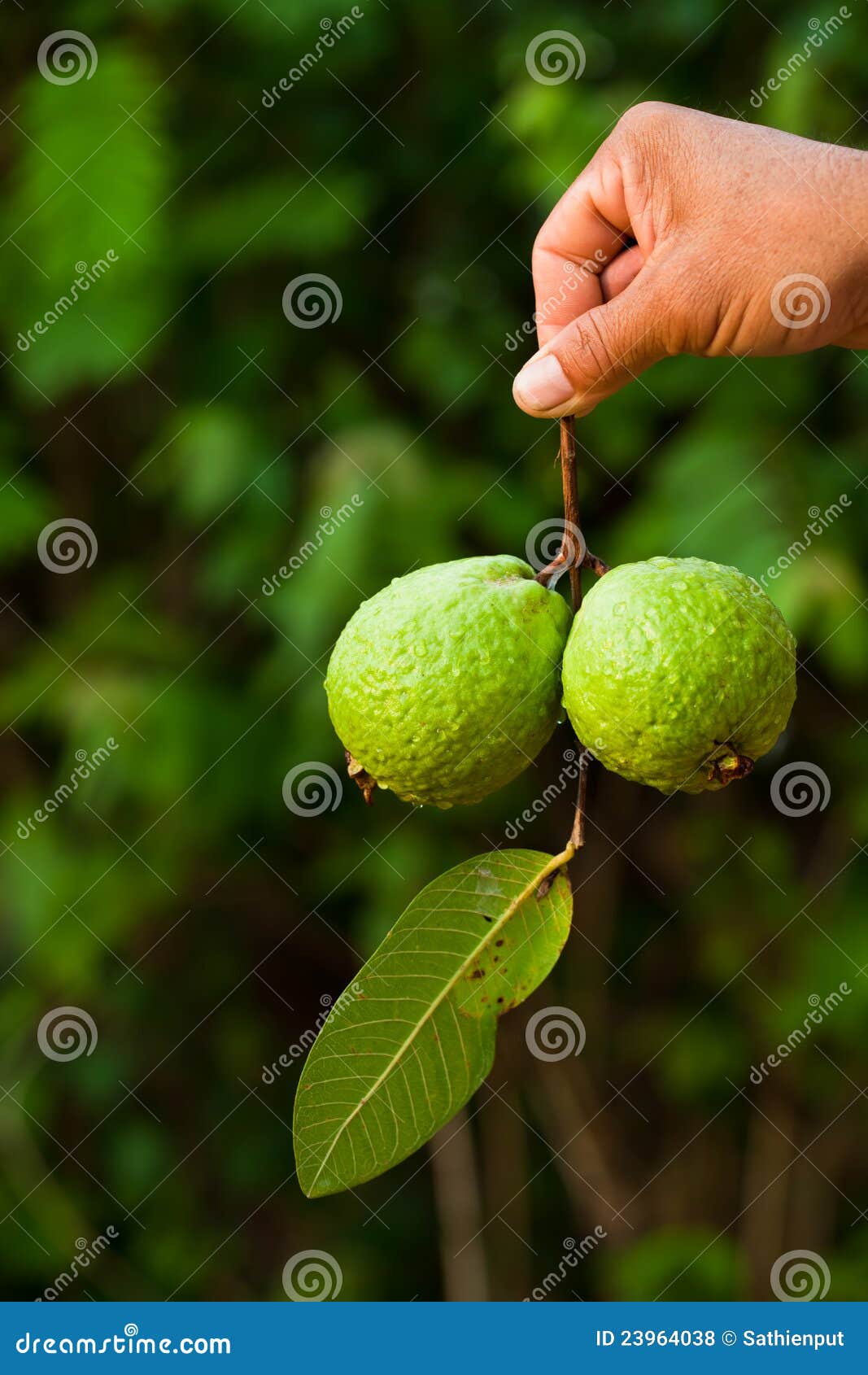 Guava fruit stock photo. Image of healthy, guayabilla - 23964038