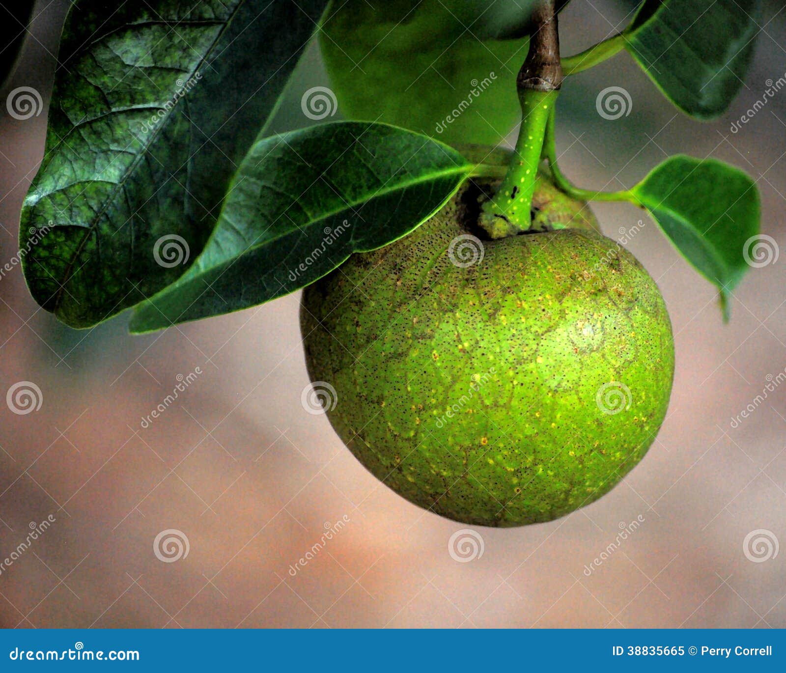 Guava fruit stock image. Image of fruit, guava, vegetarian - 38835665