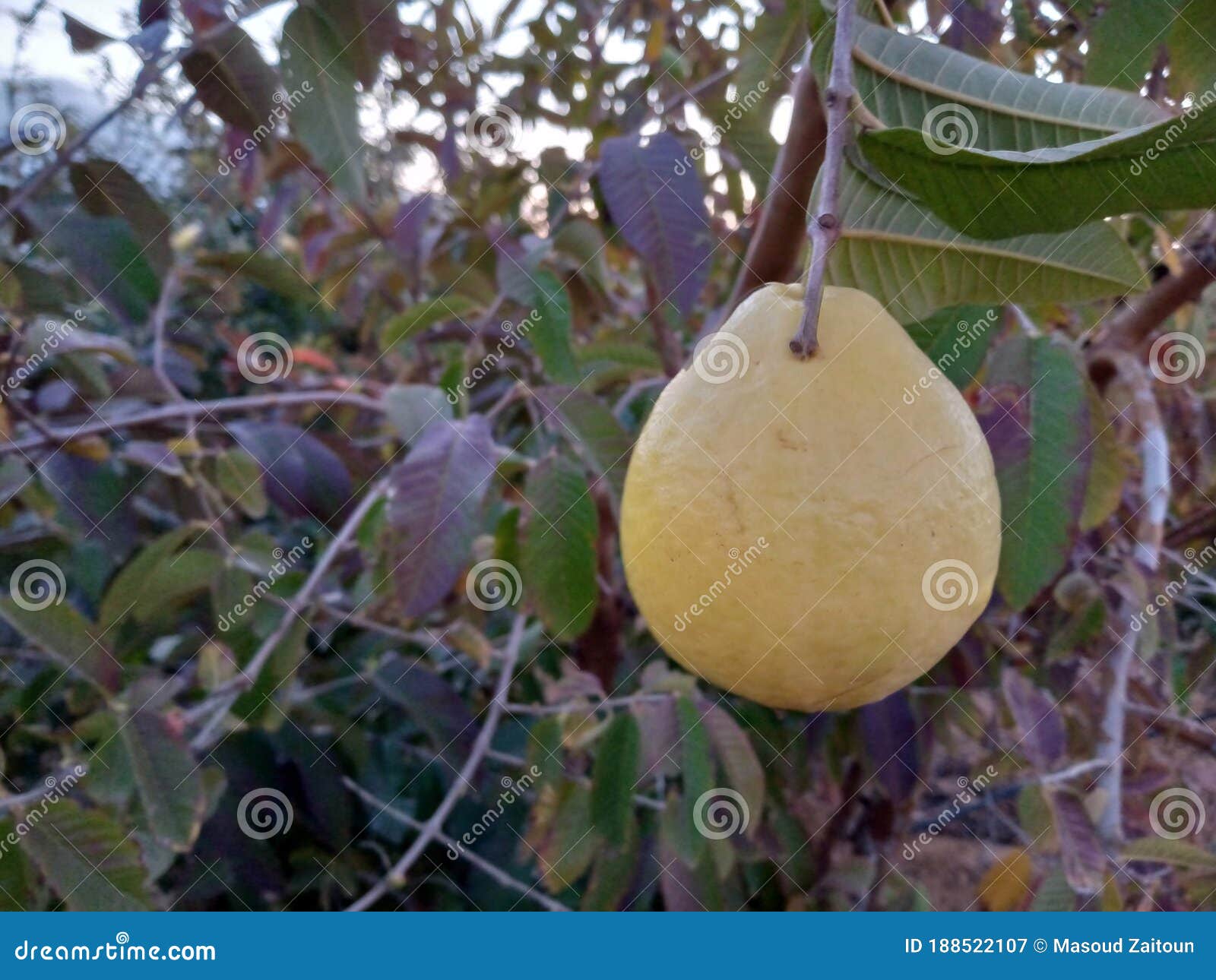 Guava fruit closeup stock image. Image of beautiful - 188522107