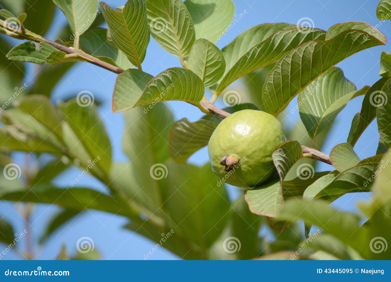 Guava Fruit Border Stock Photos - Free & Royalty-Free Stock Photos from ...