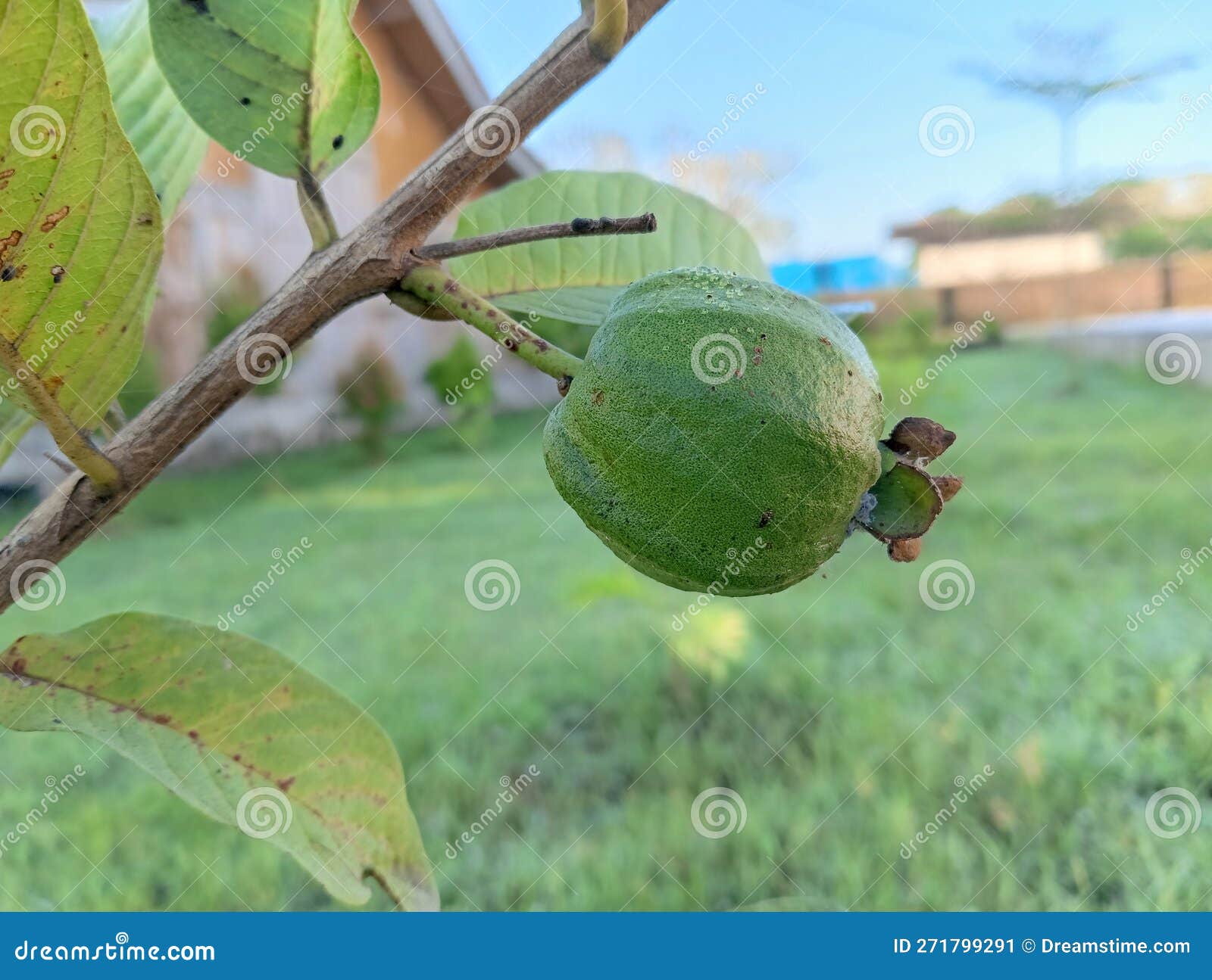 Guava Fruit the Green One Indicates the Guava Fruit is Not yet Ripe ...