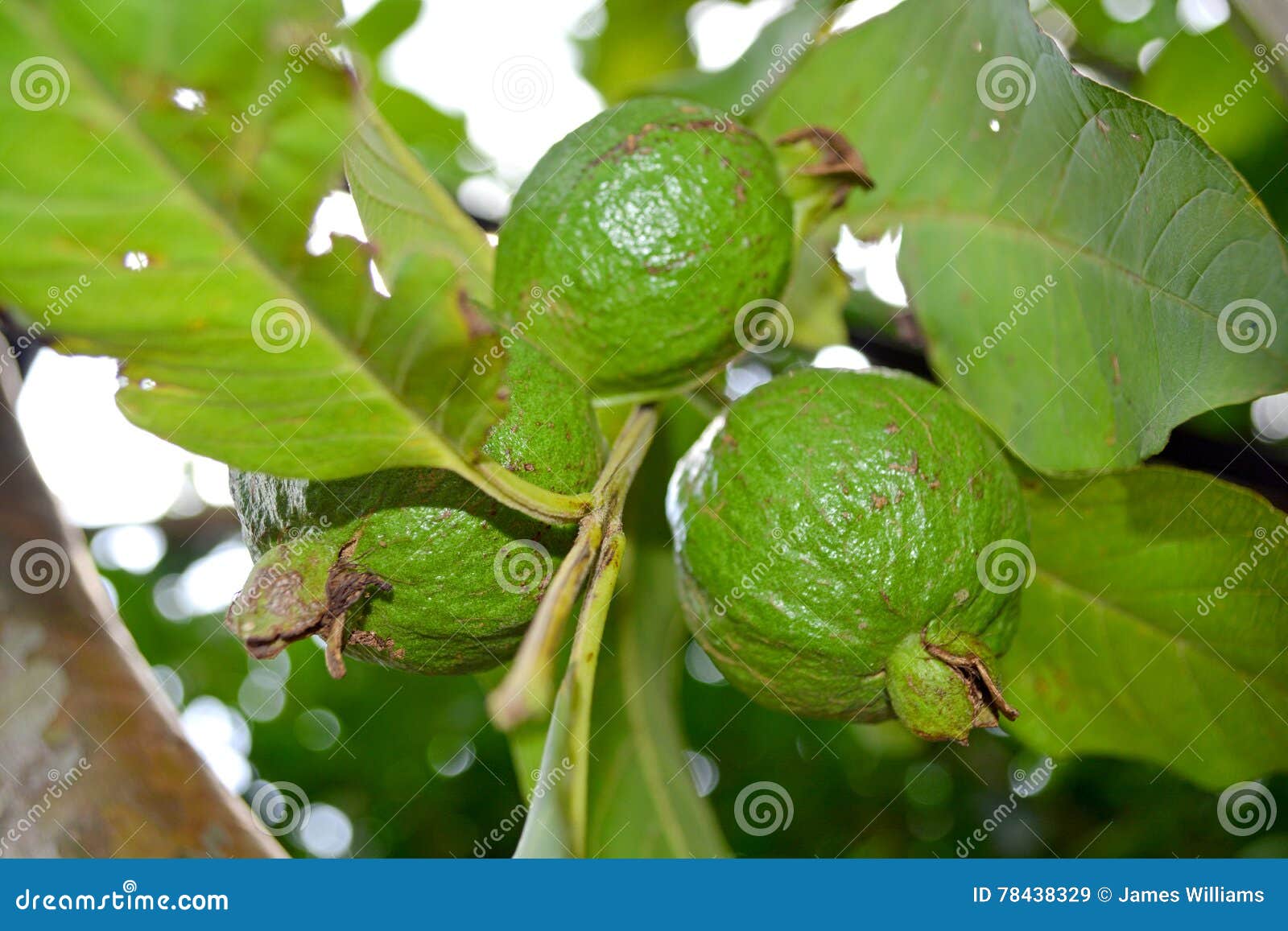 Guava Fruit stock image. Image of closeup, fruitage, nutrition - 78438329