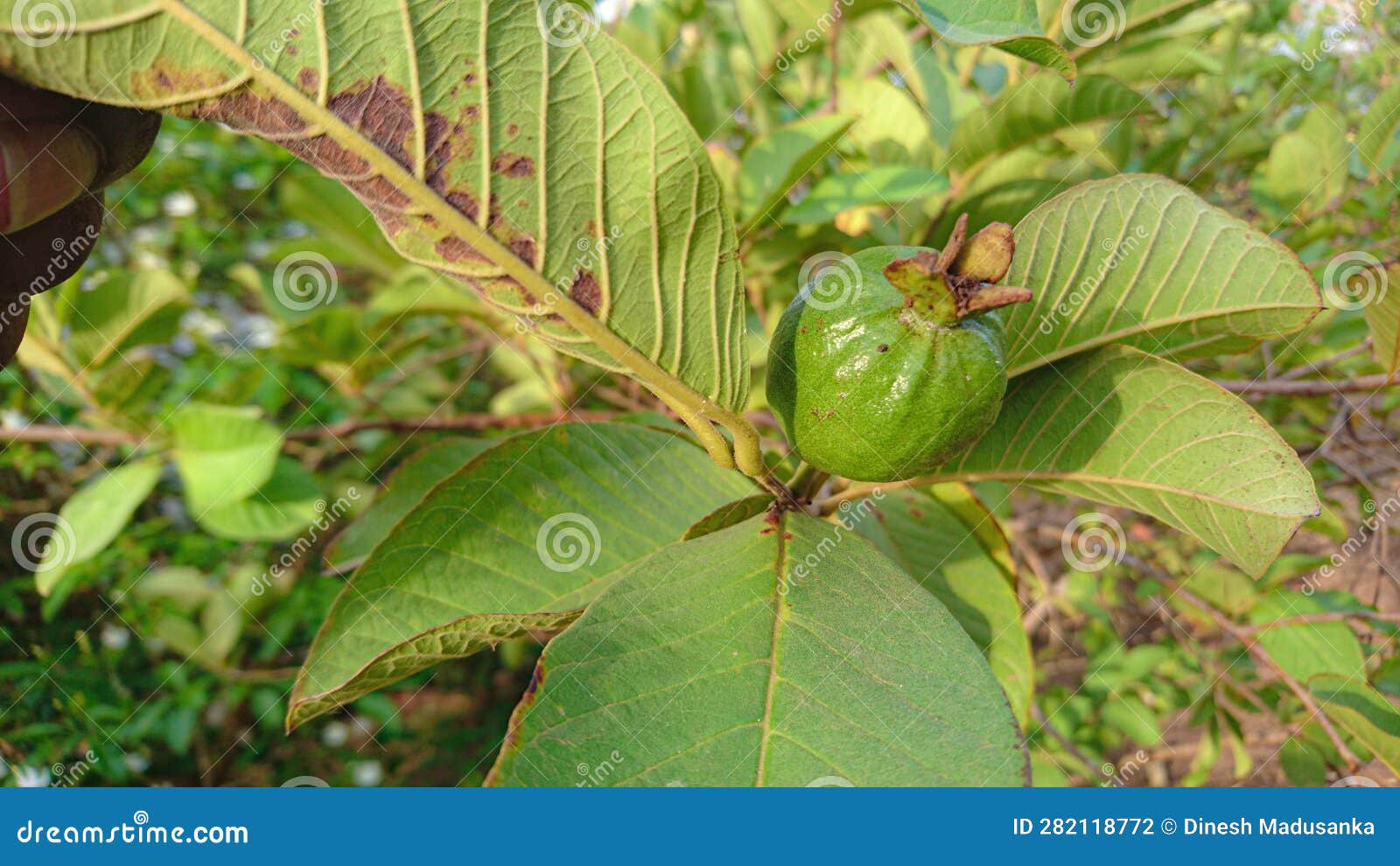 Guava Fruit Growth on the Tree in the Garden Stock Photo - Image of ...