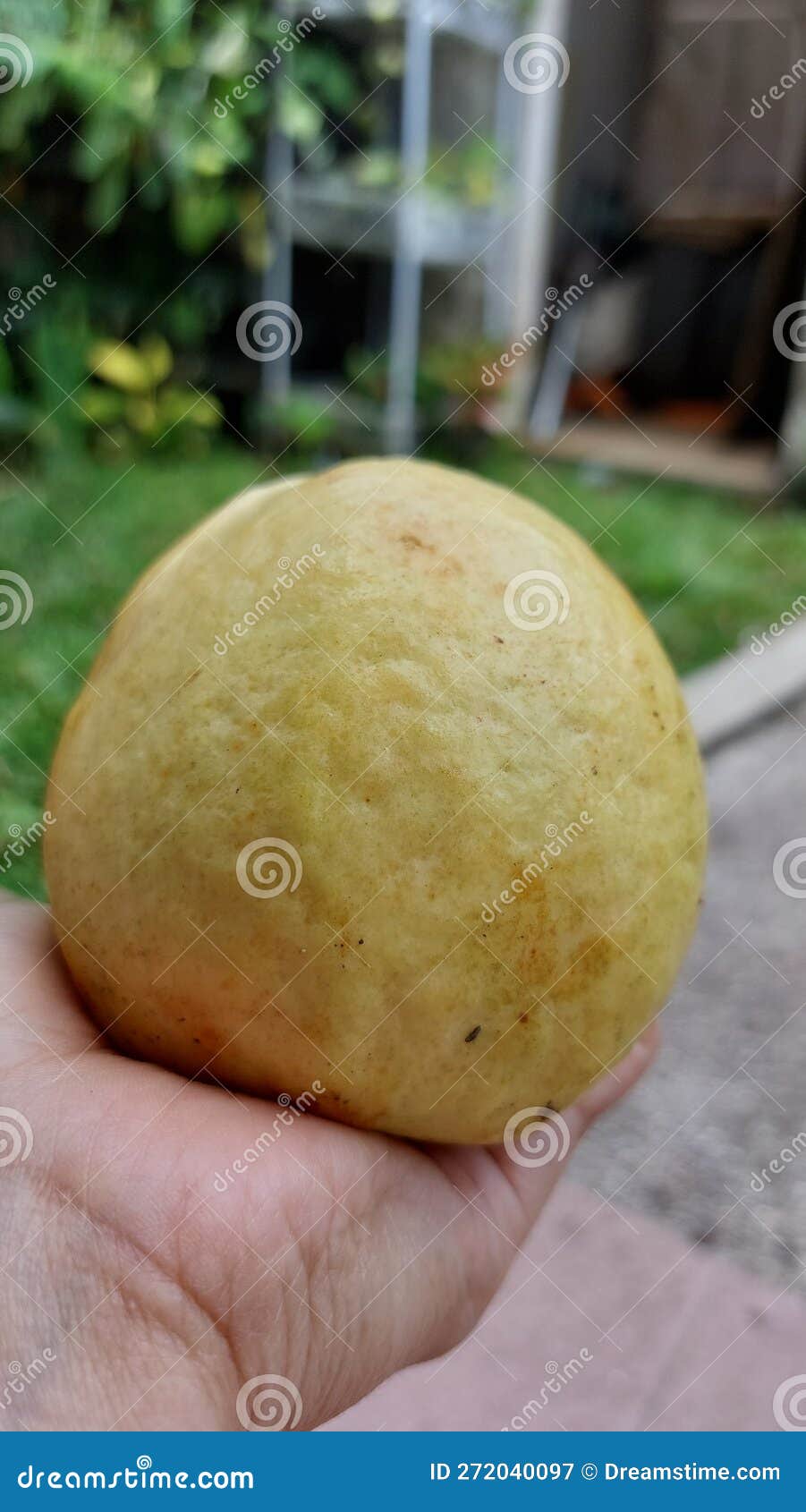 Guava fruit in the hand stock image. Image of cuisine - 272040097