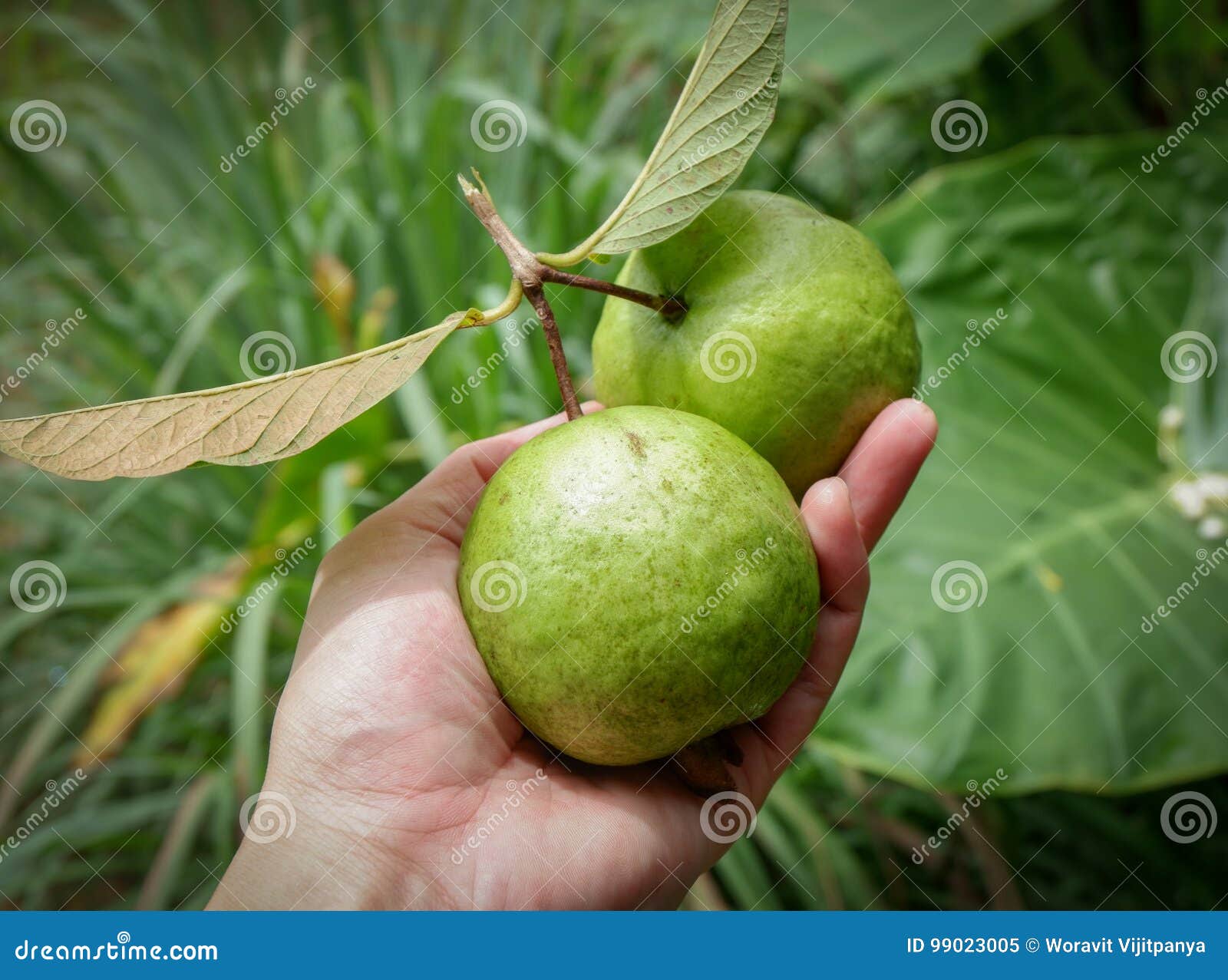 Guava fruit in hand stock image. Image of fresh, asia - 99023005