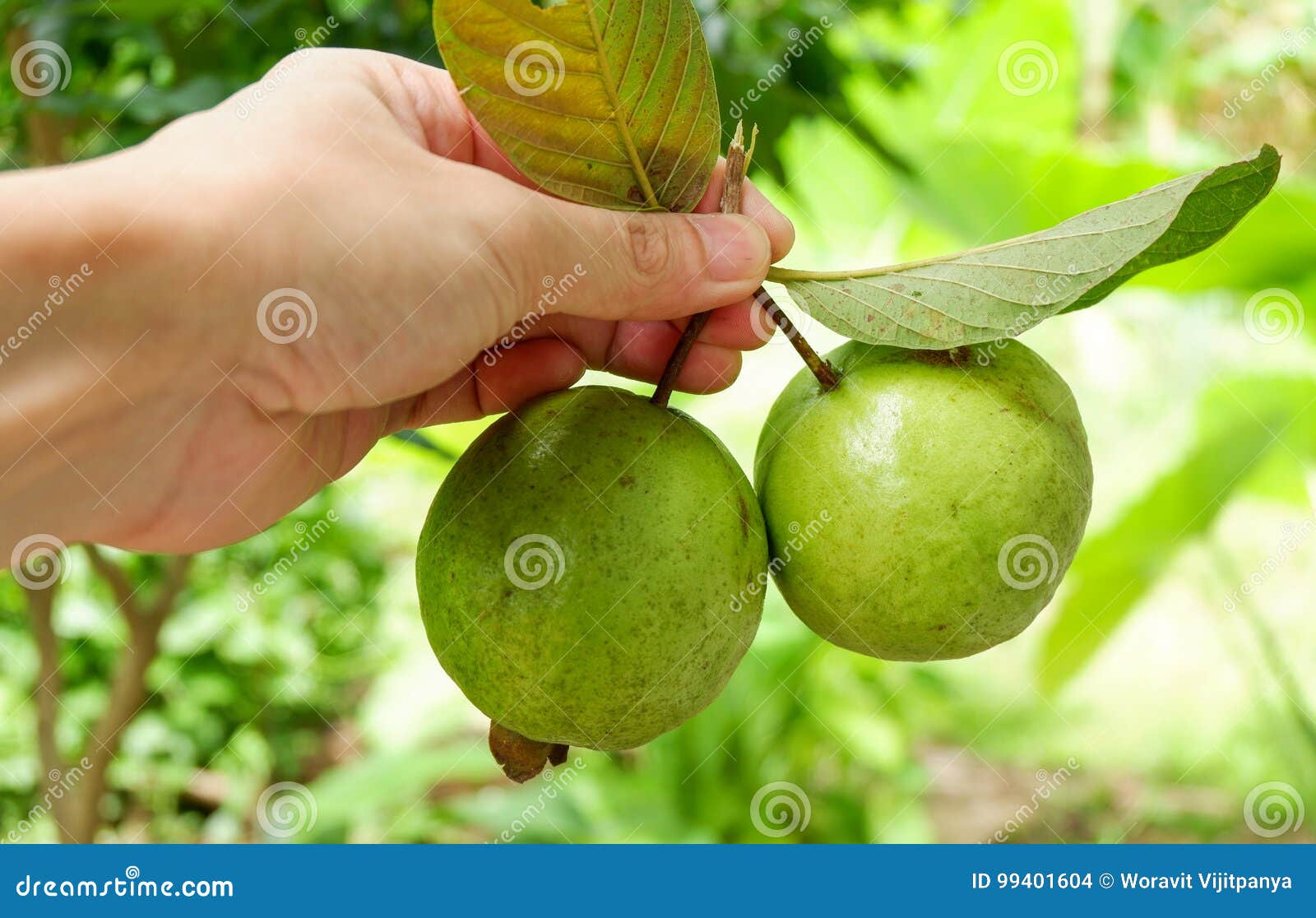 Guava fruit in hand stock photo. Image of table, asia - 99401604