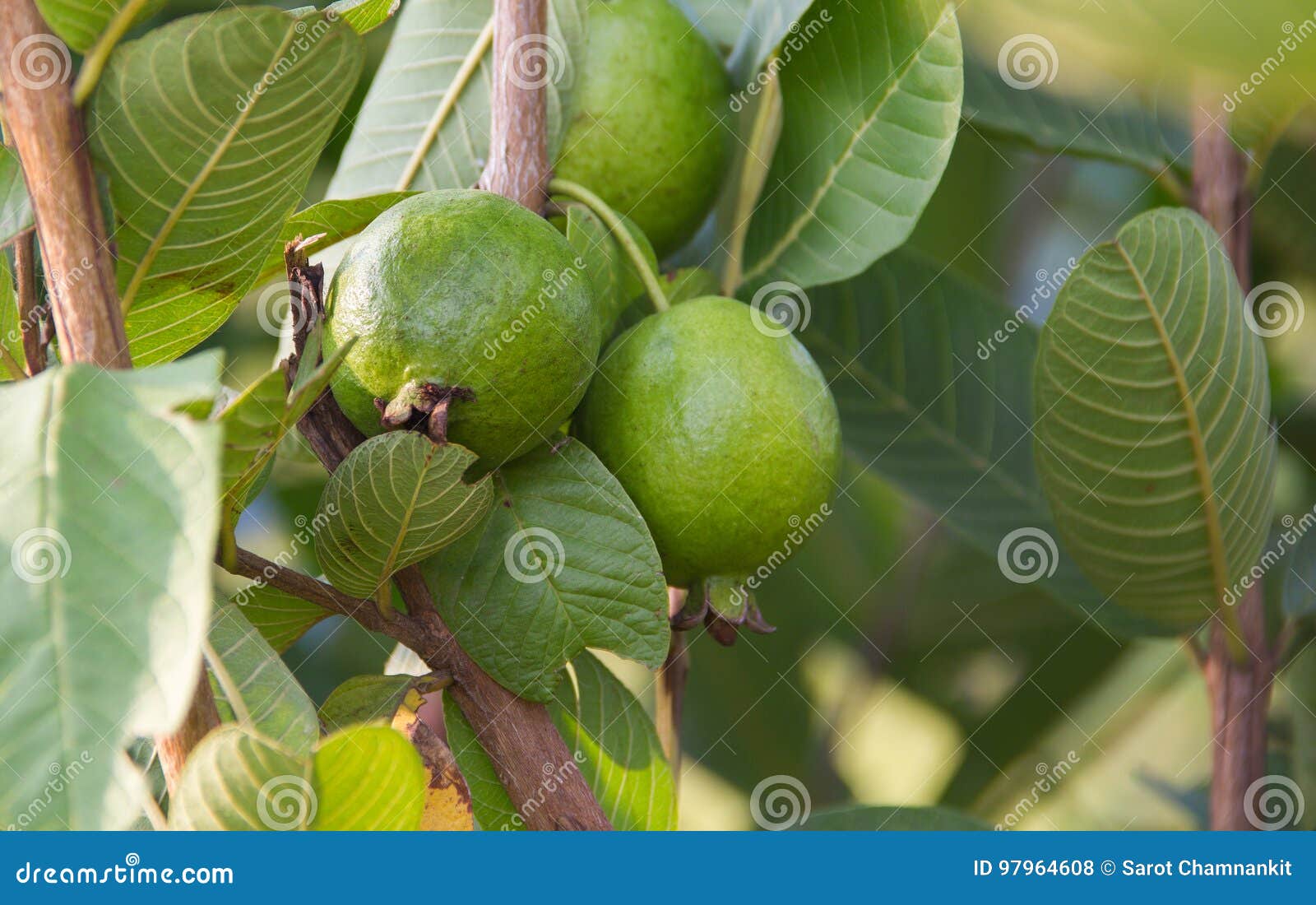 Guava Fruit Hanging on a Tree. Stock Photo - Image of nutrition, tree ...