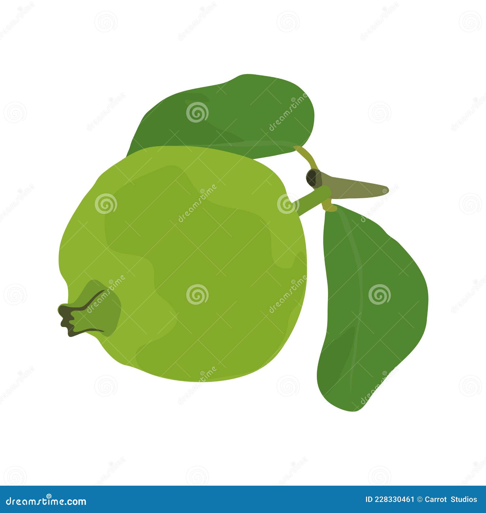 Guava Fruit stock vector. Illustration of circle, tropical - 228330461