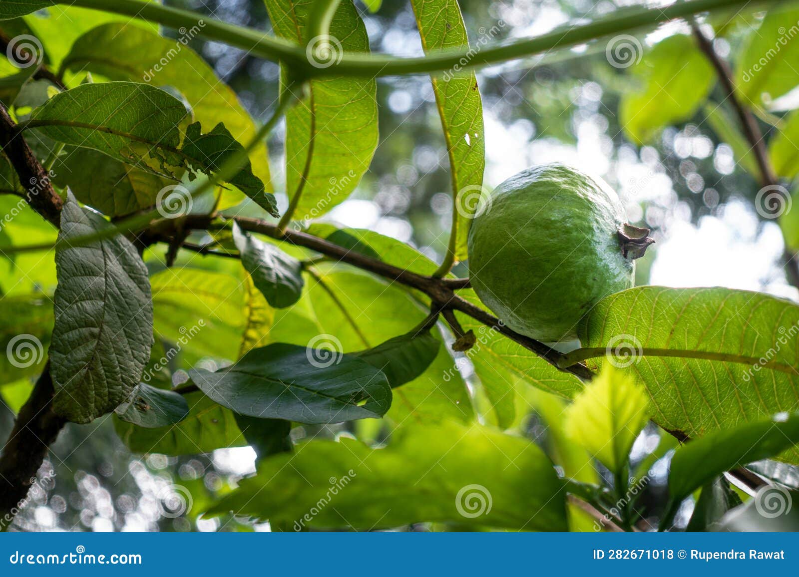 Guava Fruit Isolated on a Tree with Leaves. Organic Cultivation in ...