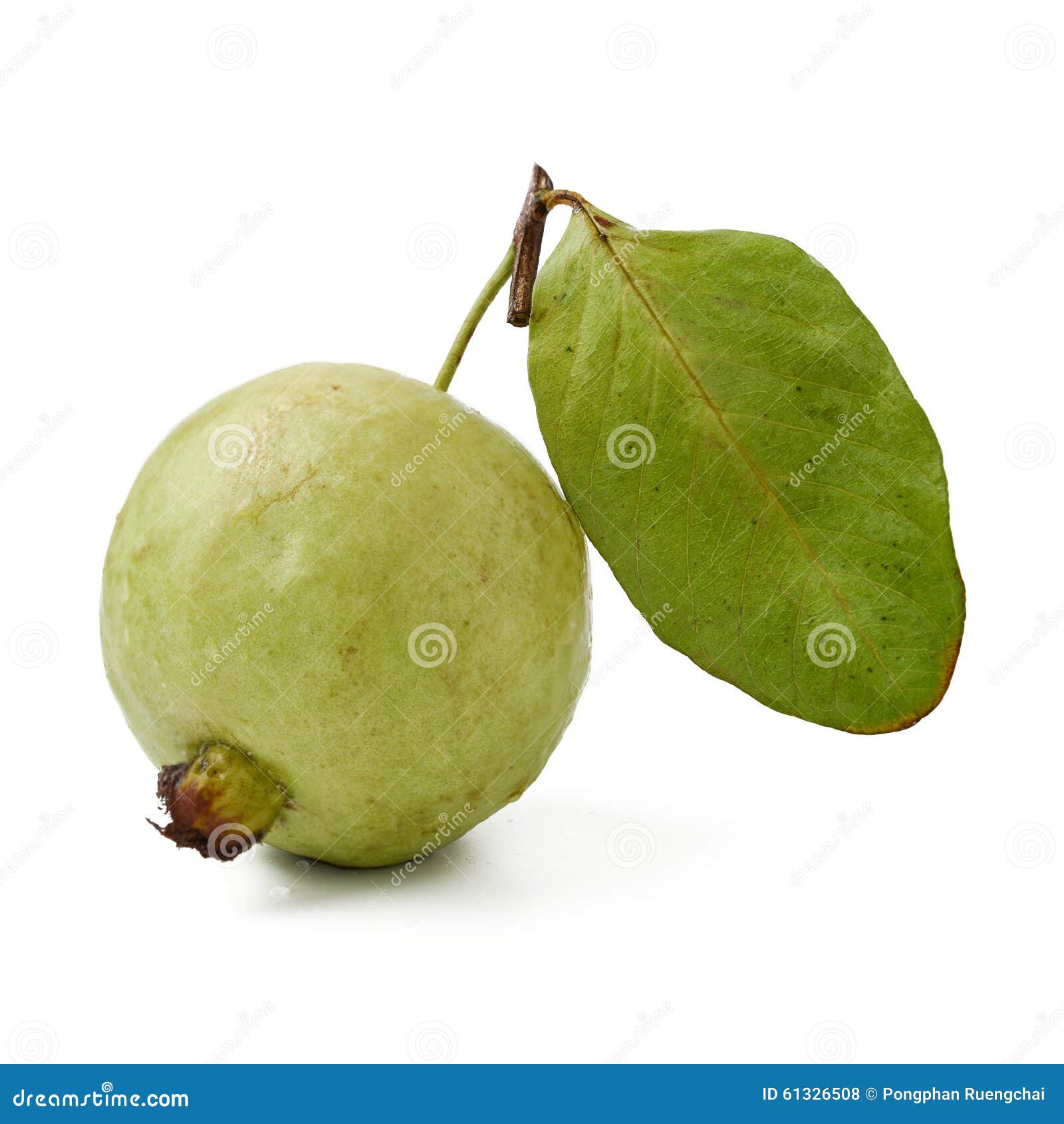 Guava fruit stock photo. Image of objects, vegan, ripe - 61326508