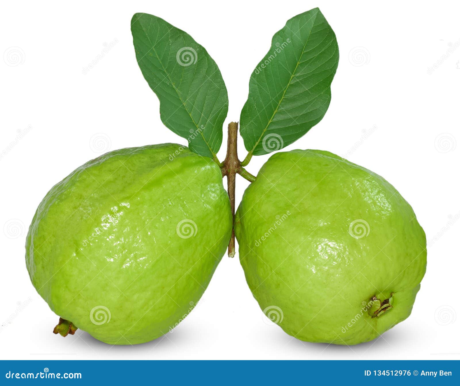 Fresh Guava Fruit Isolated on White Stock Photo - Image of isolated ...