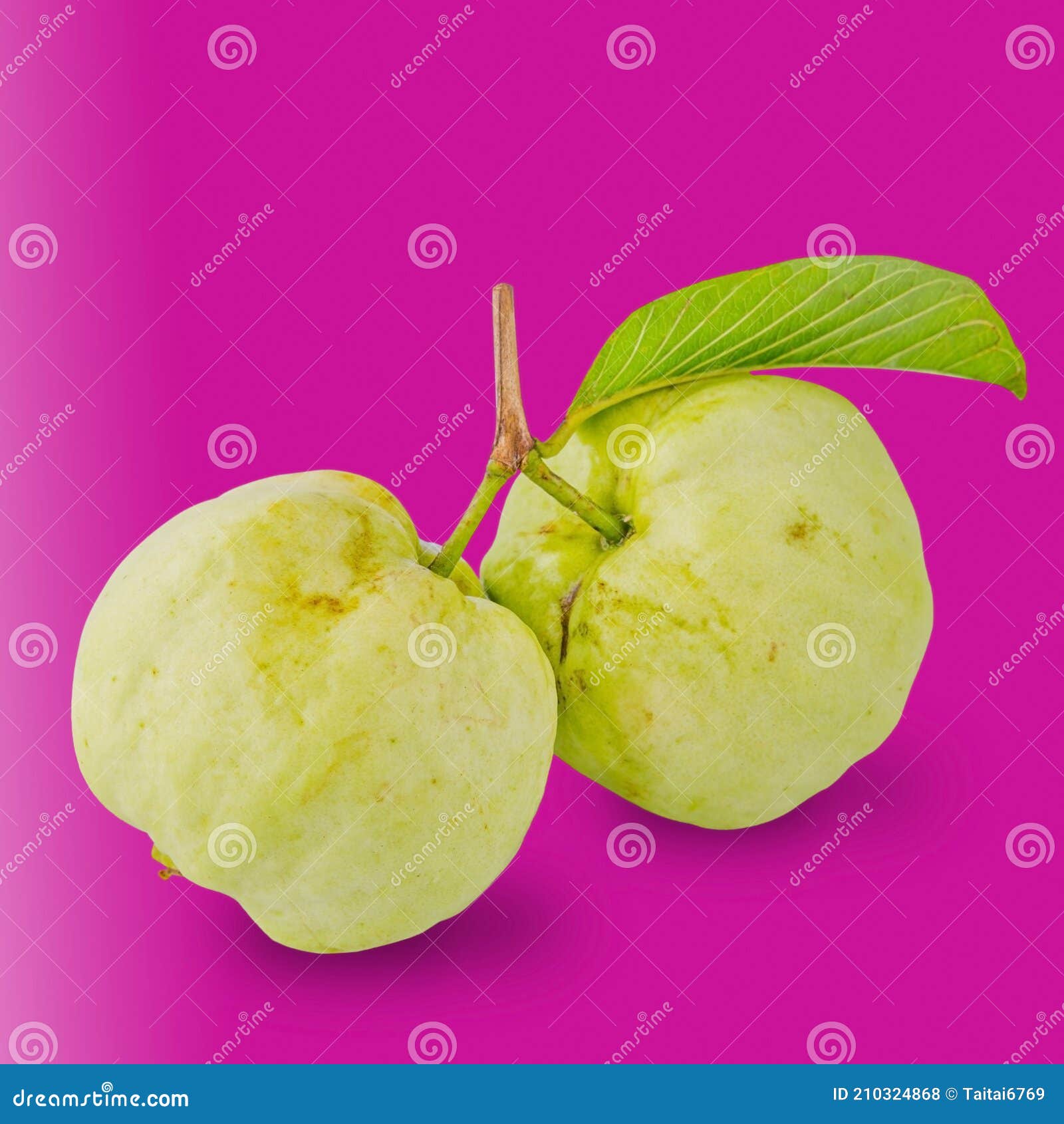 Guava Fruit with Leaves Isolated Stock Photo - Image of clipping ...