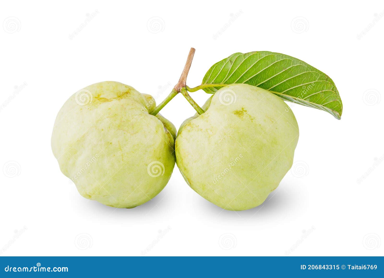 Guava Fruit with Leaves Isolated Stock Image - Image of eating, path ...