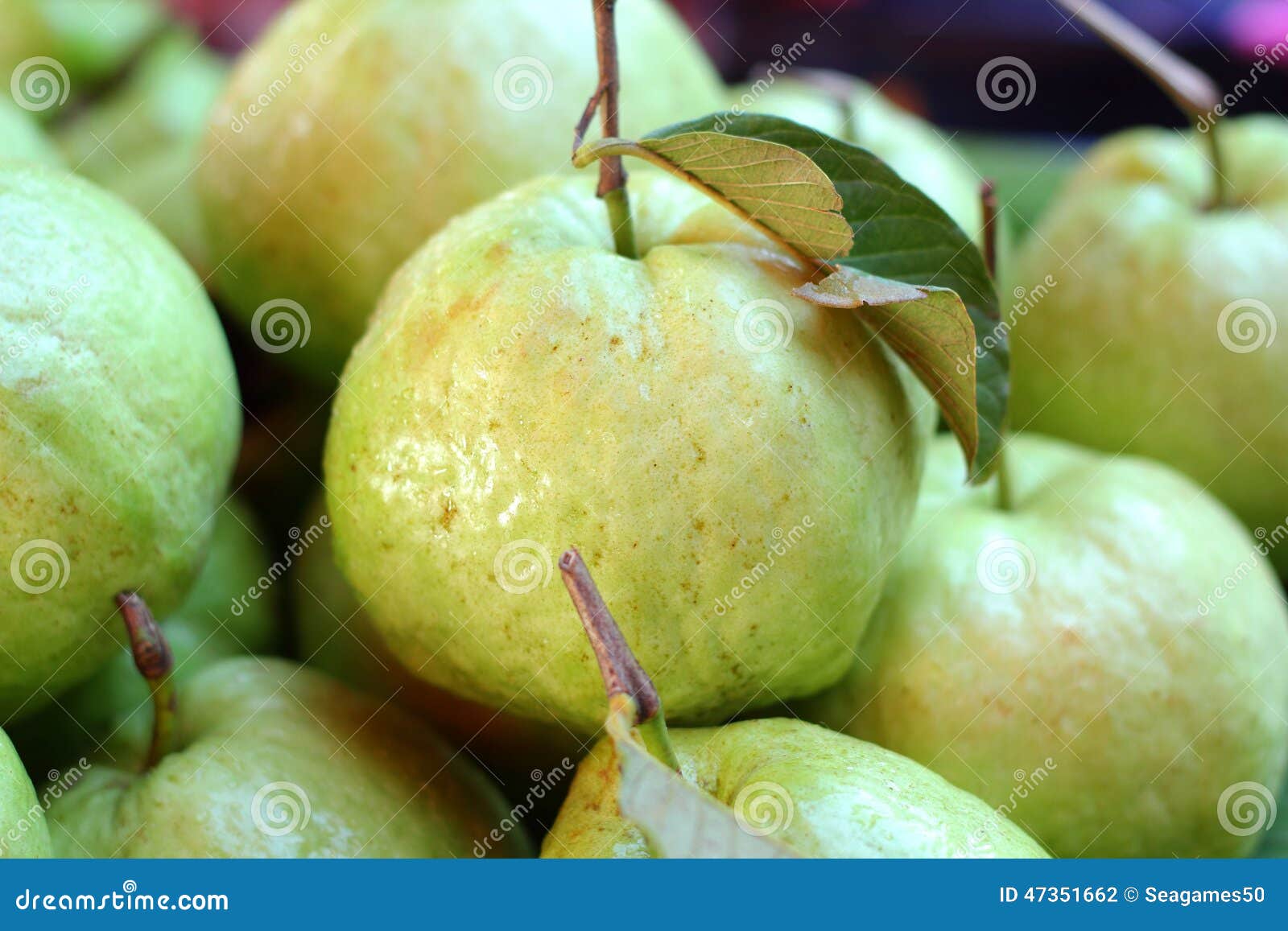 Guava fruit in the market stock photo. Image of green - 47351662