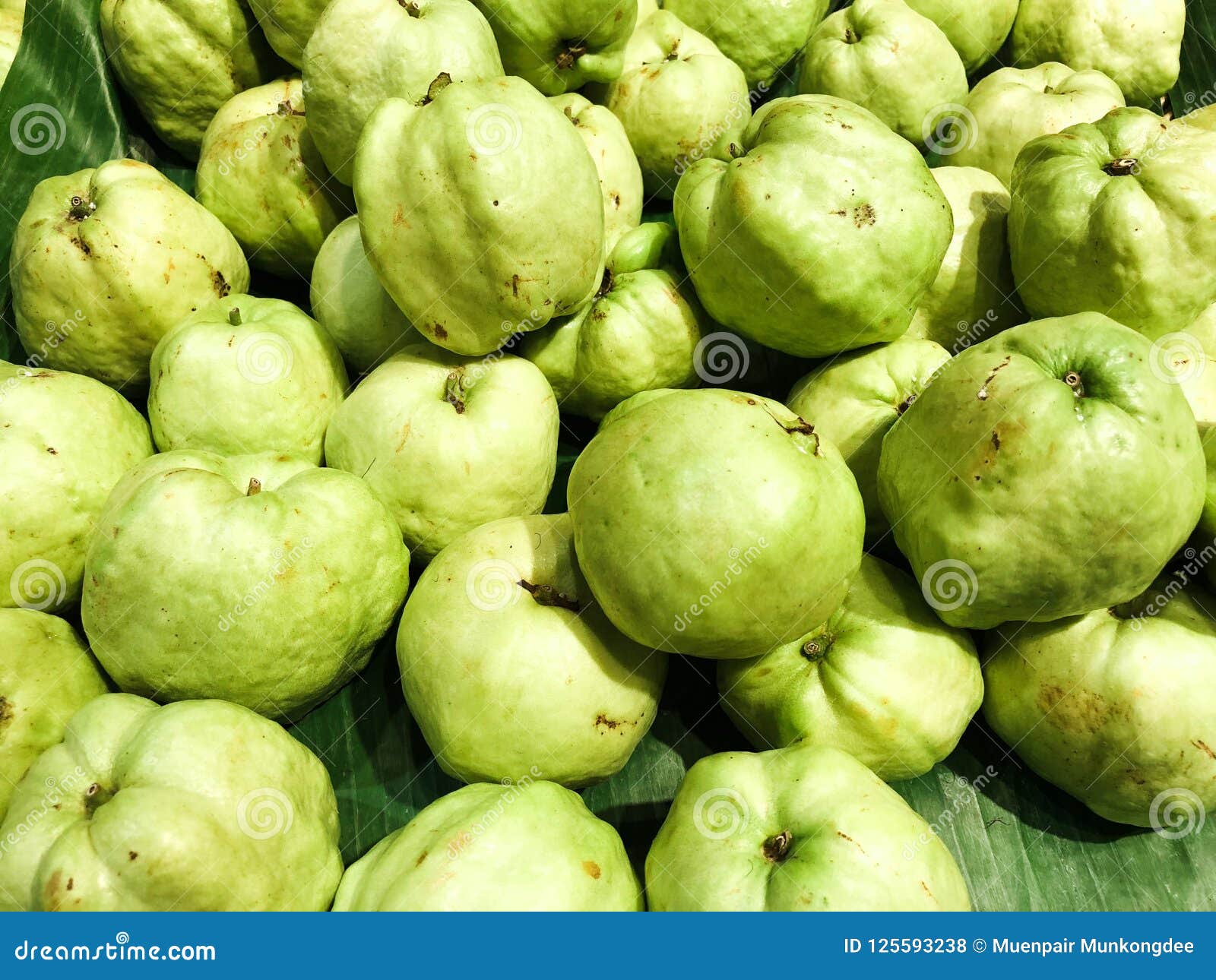 Guava fruit stock photo. Image of freshness, food, juicy - 125593238