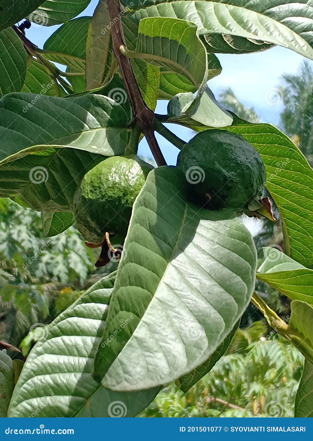 Two guava stock image. Image of flower, fruit, tropics - 201501077