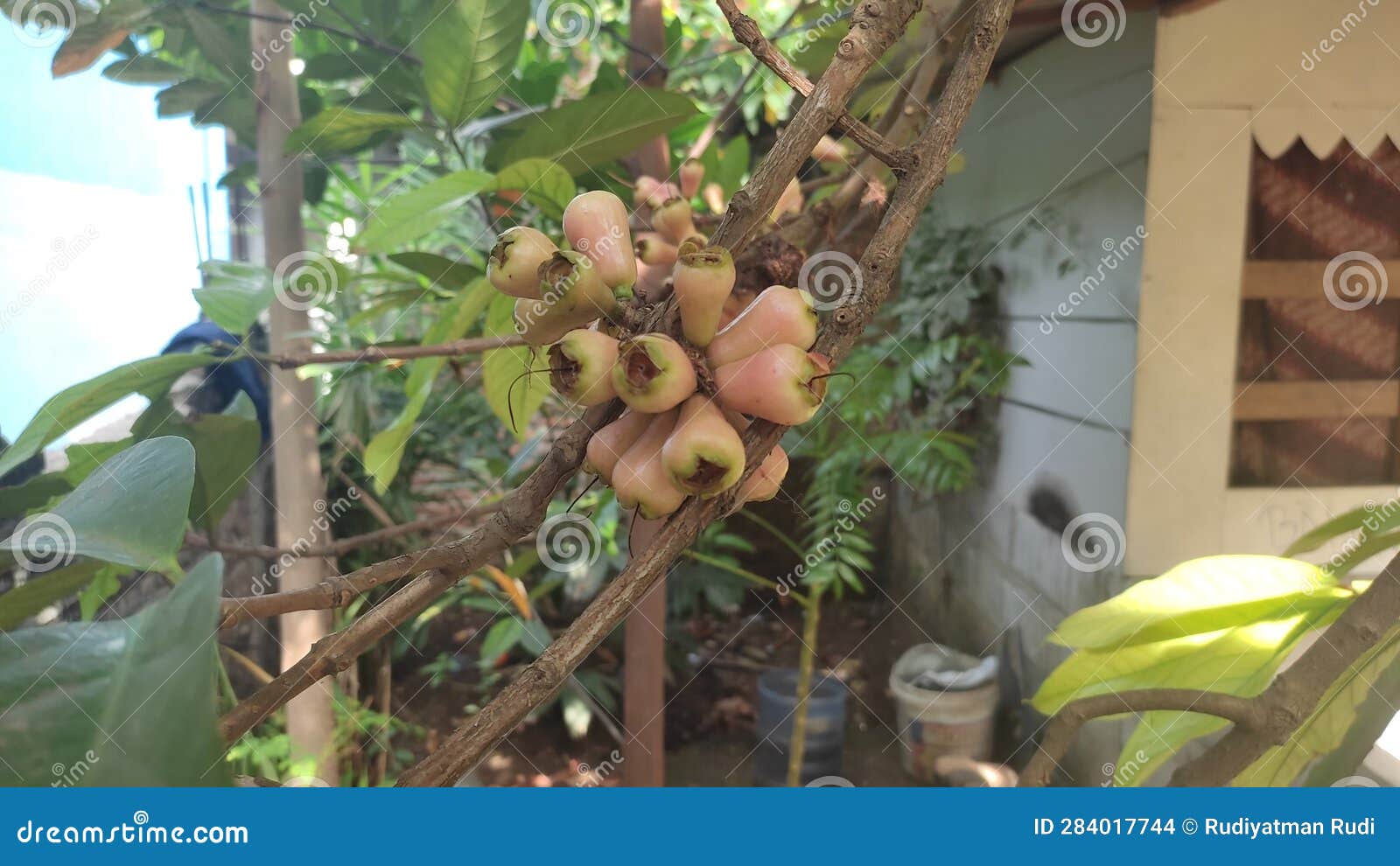 Ivy Leaves And Seeds Have Turned Red During A Few Weeks In The Autumn ...