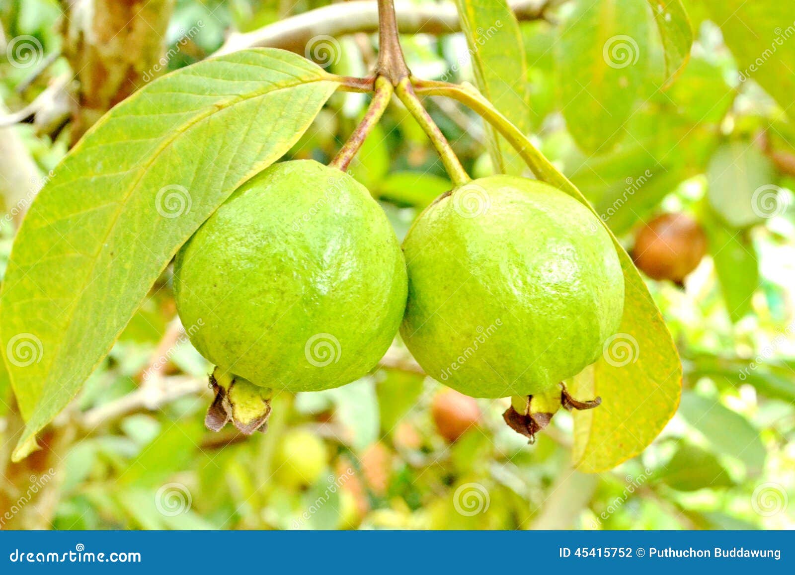 Guava Fruit (Psidium Guajava) Stock Photo - Image of health, tree: 45415752