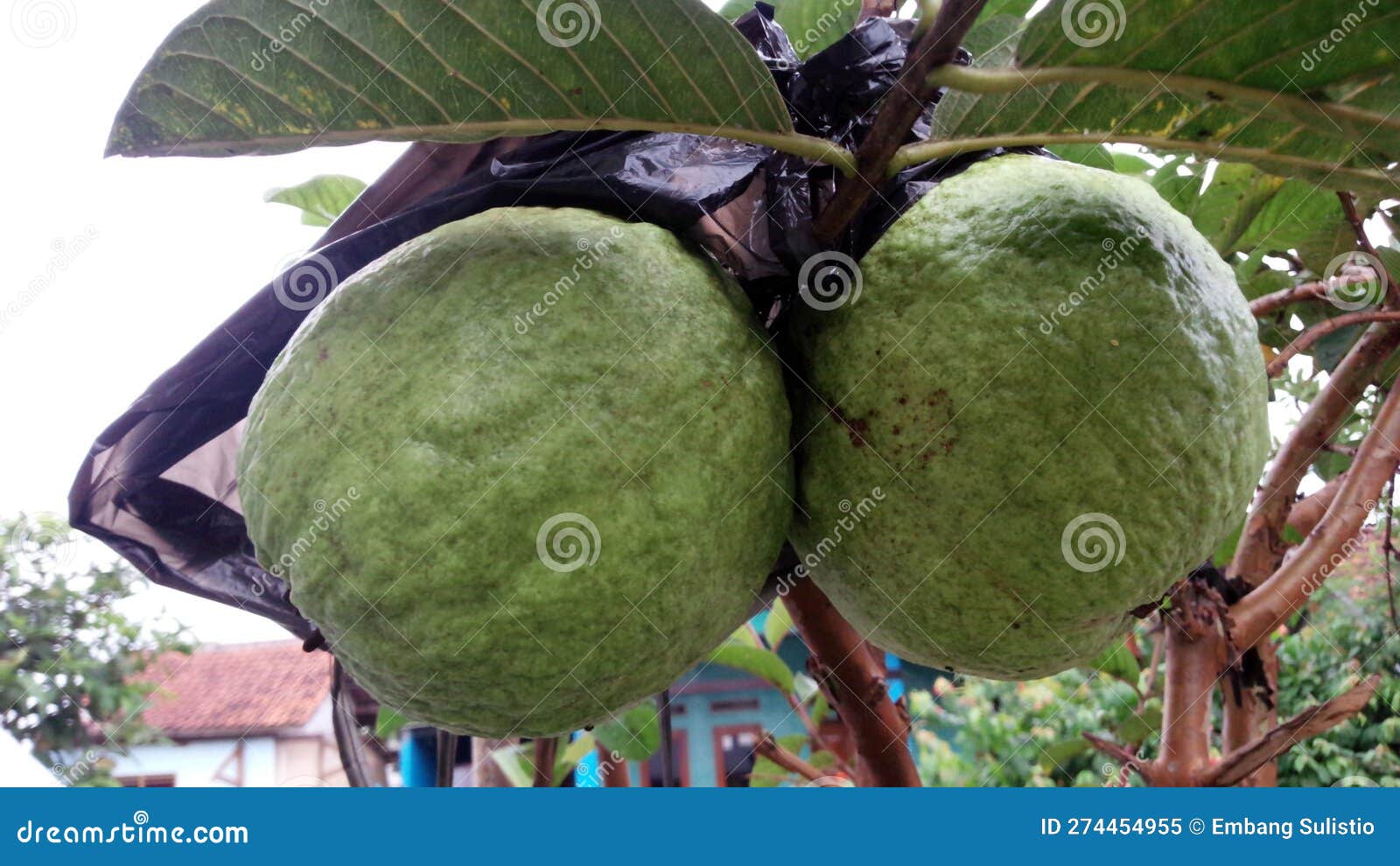 Guava Fruit Ready To Be Picked on the Tree Stock Image - Image of fruit ...