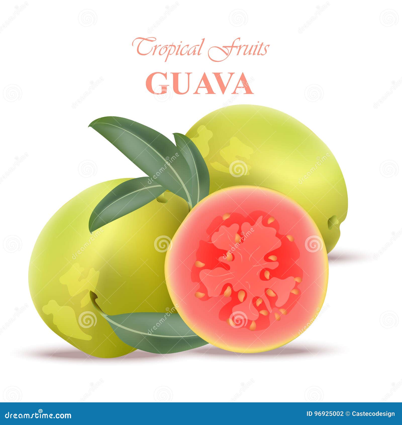 Guava Fruit Realistic Vector Isolated on White Background Stock ...