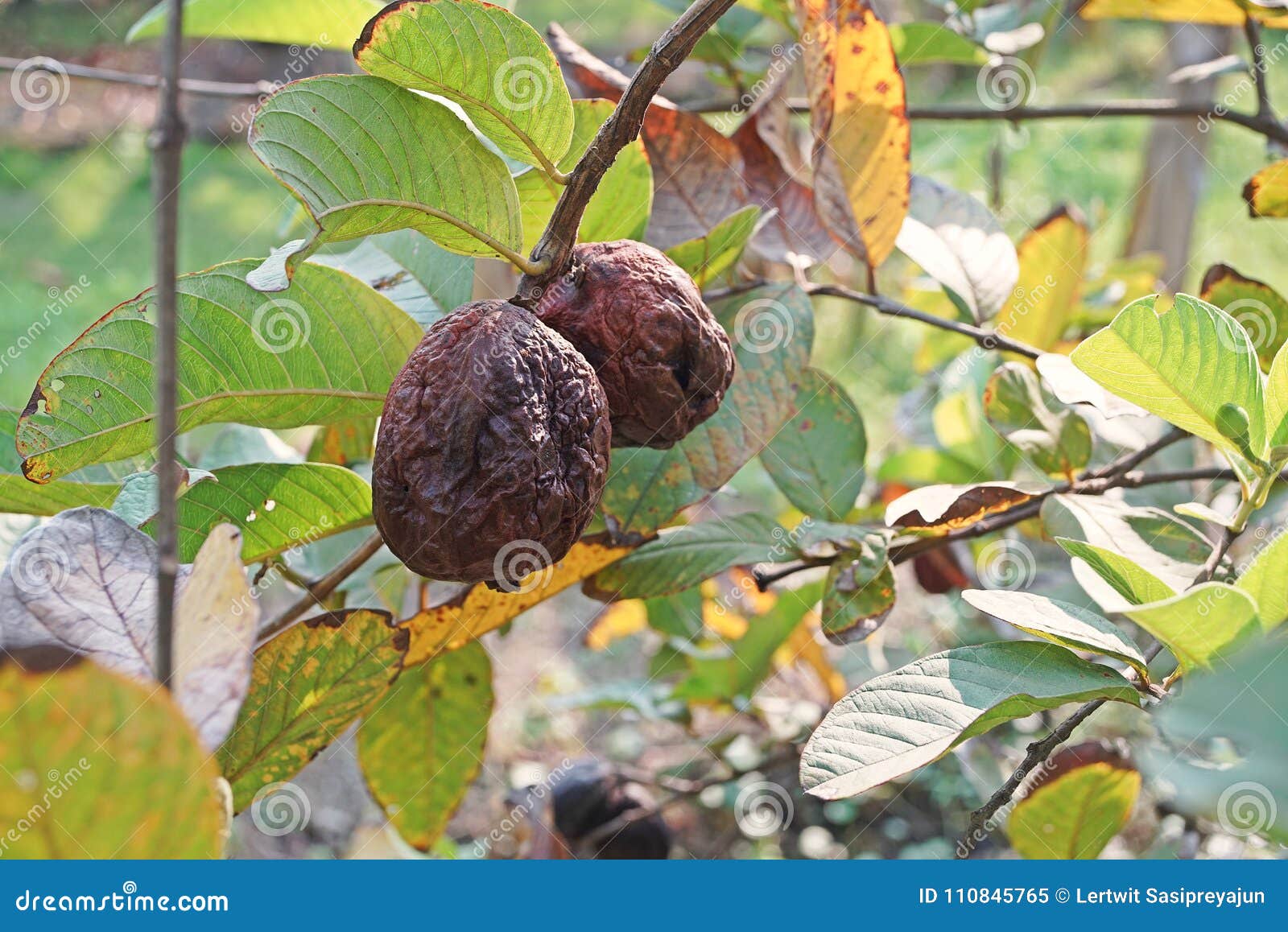 Guava Fruit Rot from Fruit Fly Infestation Stock Image - Image of ...