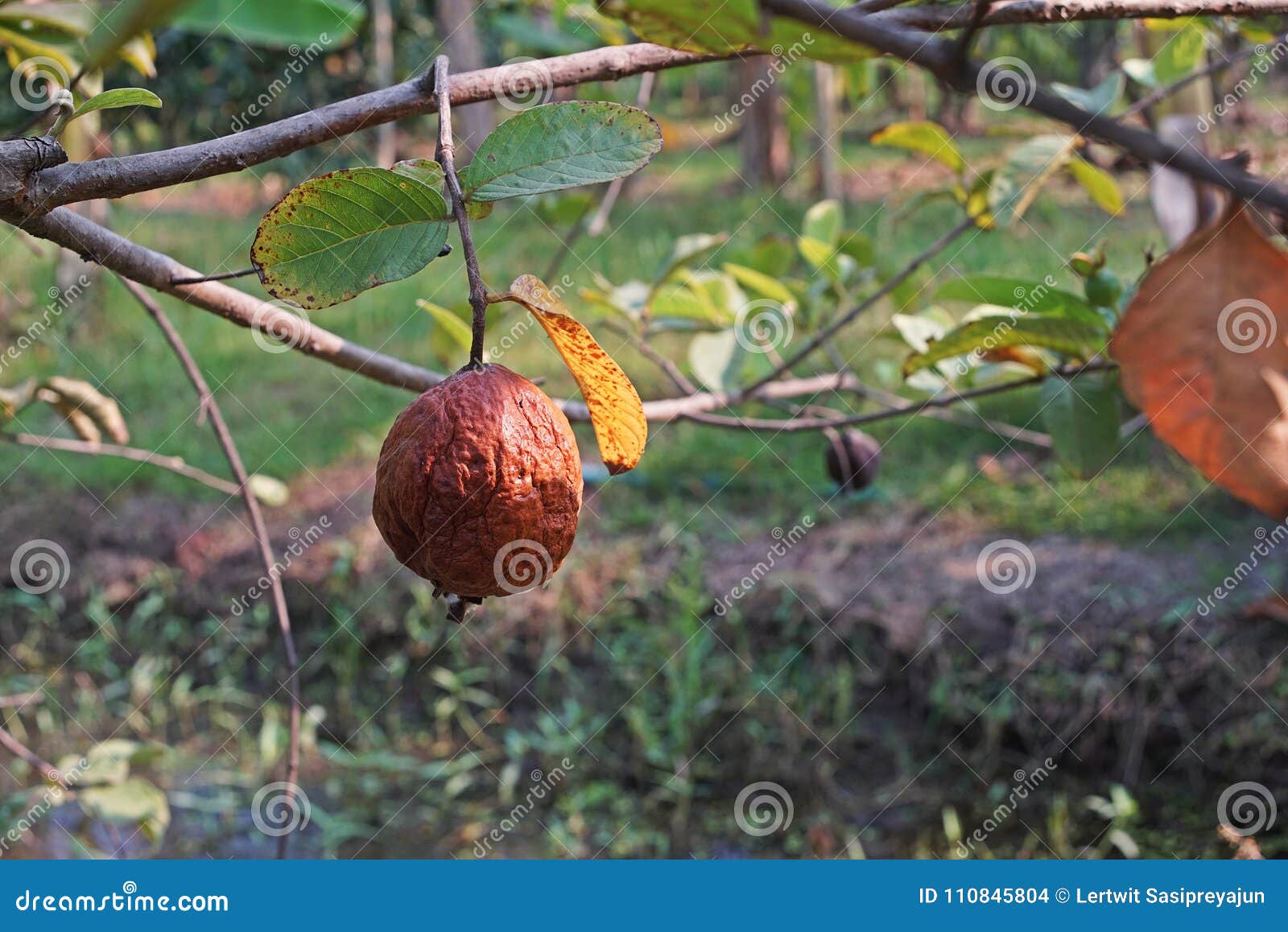 Guava Fruit Rot from Fruit Fly Infestation Stock Photo - Image of ...