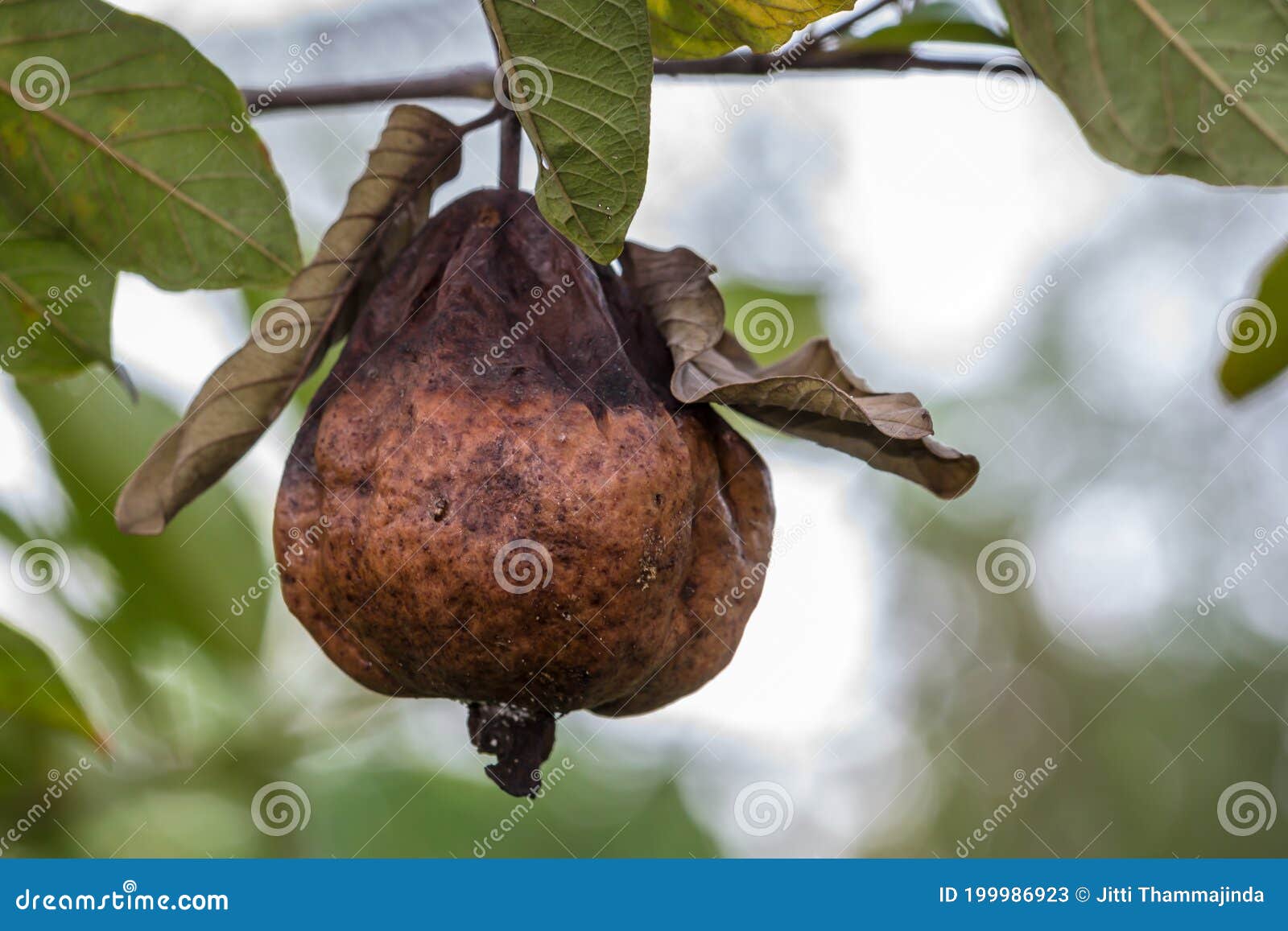 .Guava Fruit Rotten on the Tree Stock Image - Image of food, fruit ...