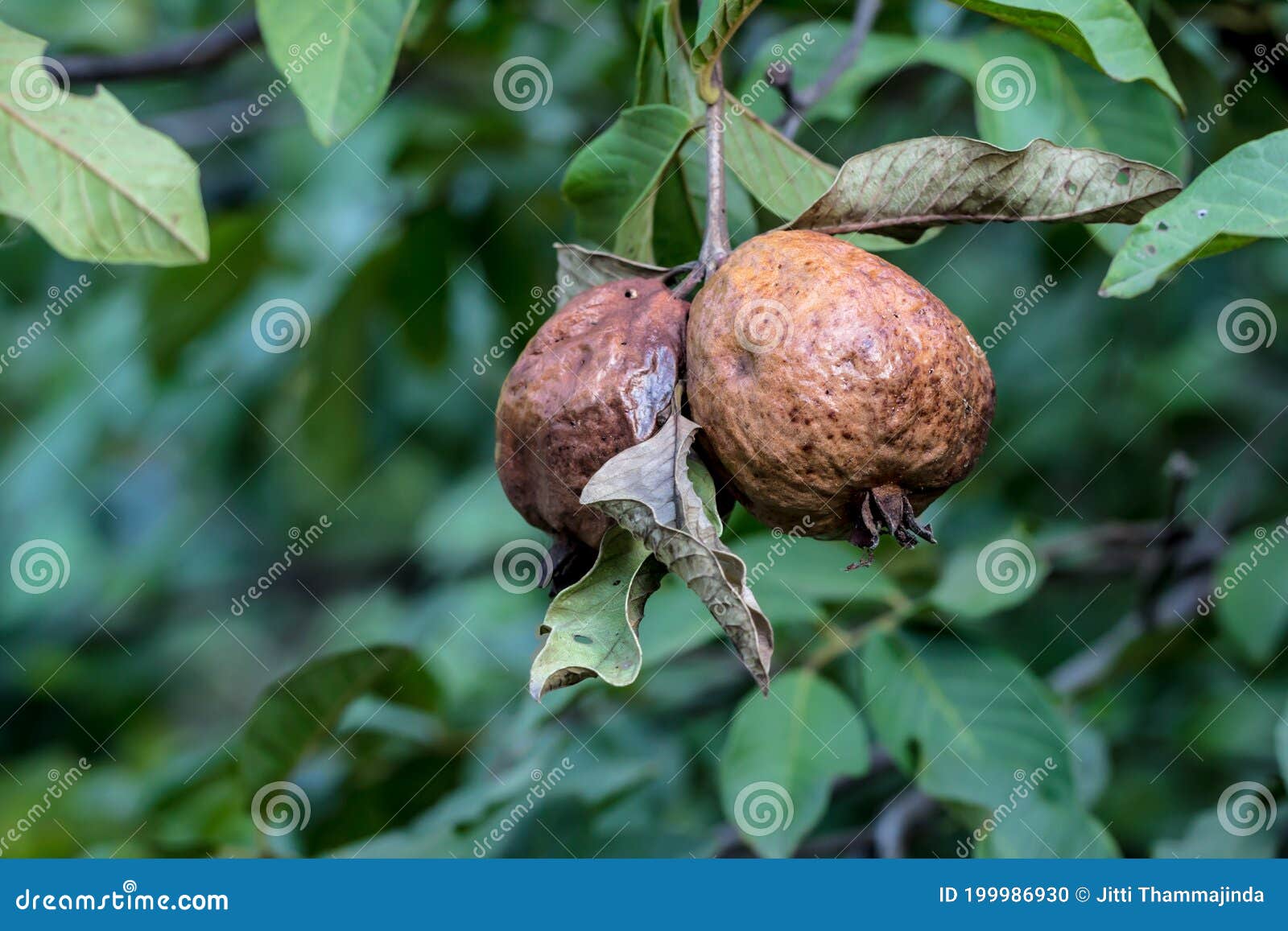 .Guava Fruit Rotten on the Tree Stock Photo - Image of closeup, putrid ...