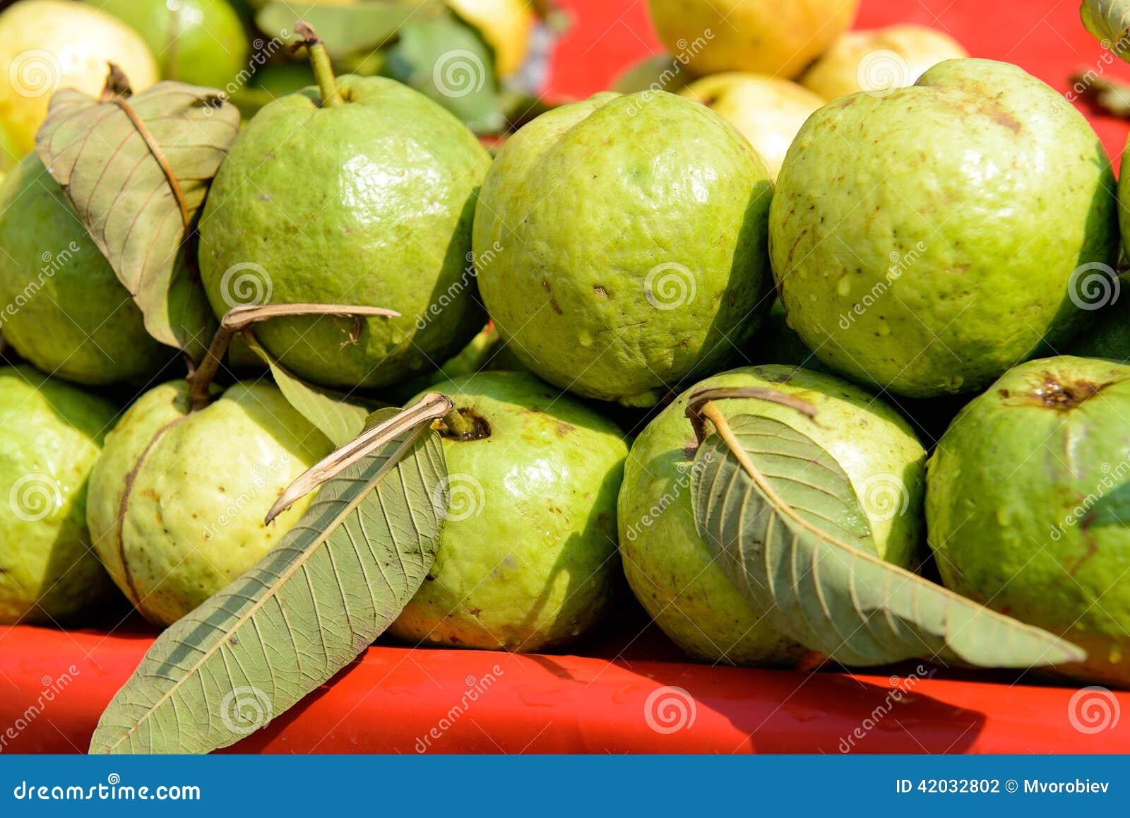 Guava fruit stock photo. Image of exotic, nature, fresh - 42032802