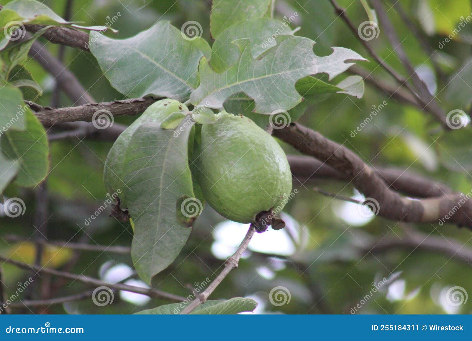 Guava Fruit on a Tree Branch Stock Image - Image of plant, leaf: 255184311