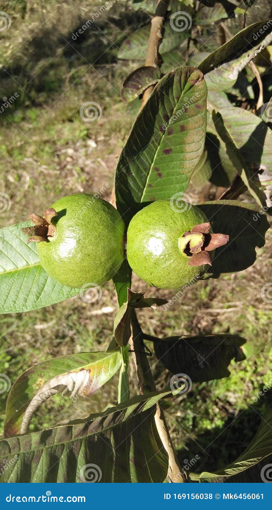 Guava fruit on the tree stock photo. Image of tree, guava - 169156038