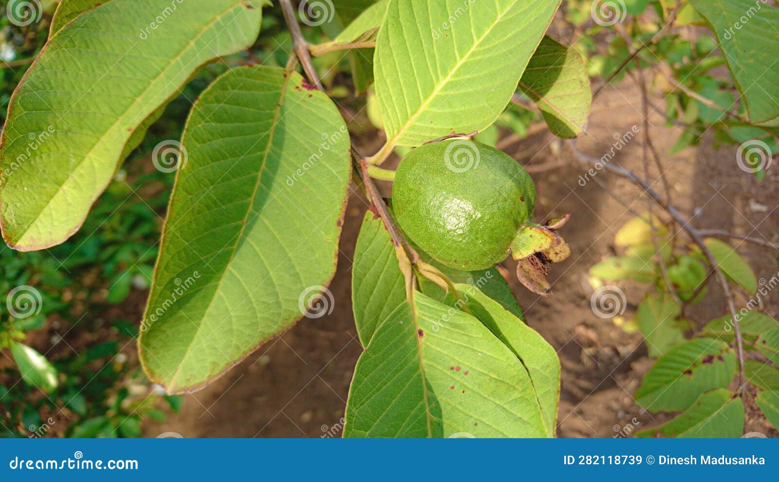 Guava Fruit Growth on the Tree in the Garden Stock Image - Image of ...