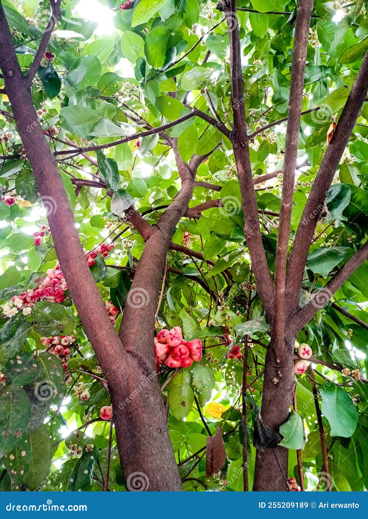 Guava fruit tree stock image. Image of tree, green, fruit - 255209189