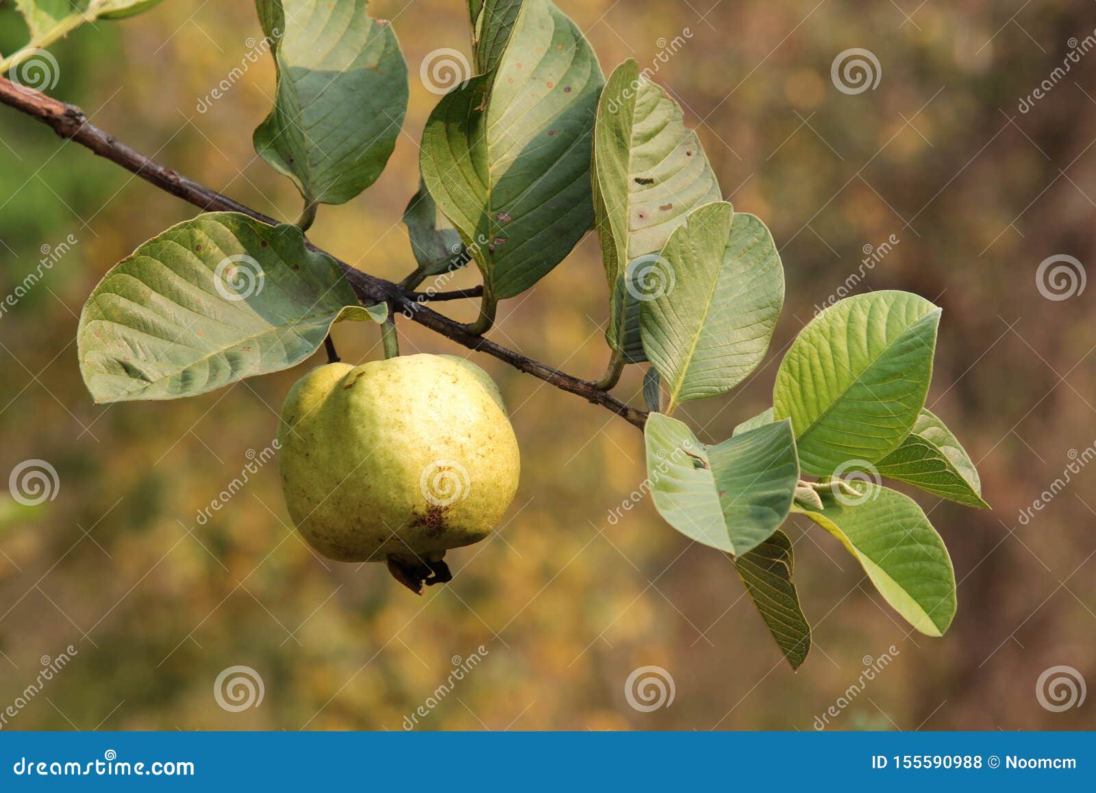 Guava fruit on the tree. stock photo. Image of exotic - 155590988