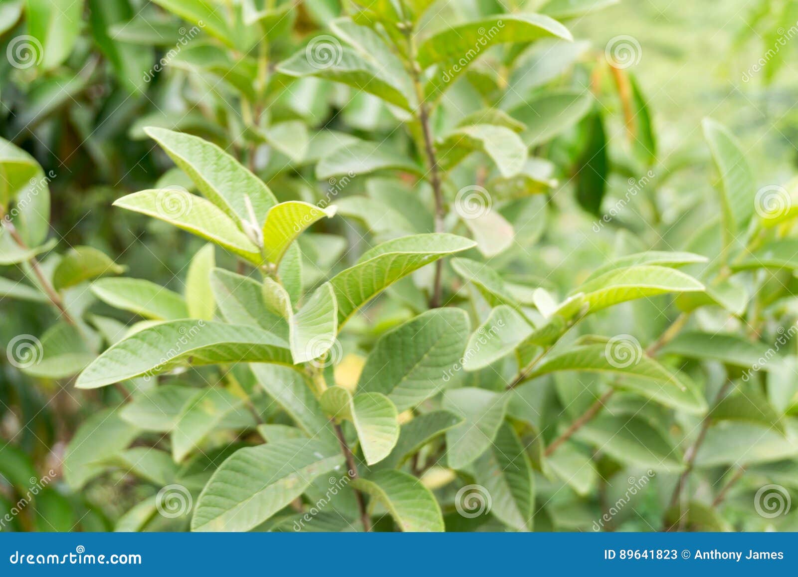 Guava fruit tree tropical stock image. Image of fruit - 89641823