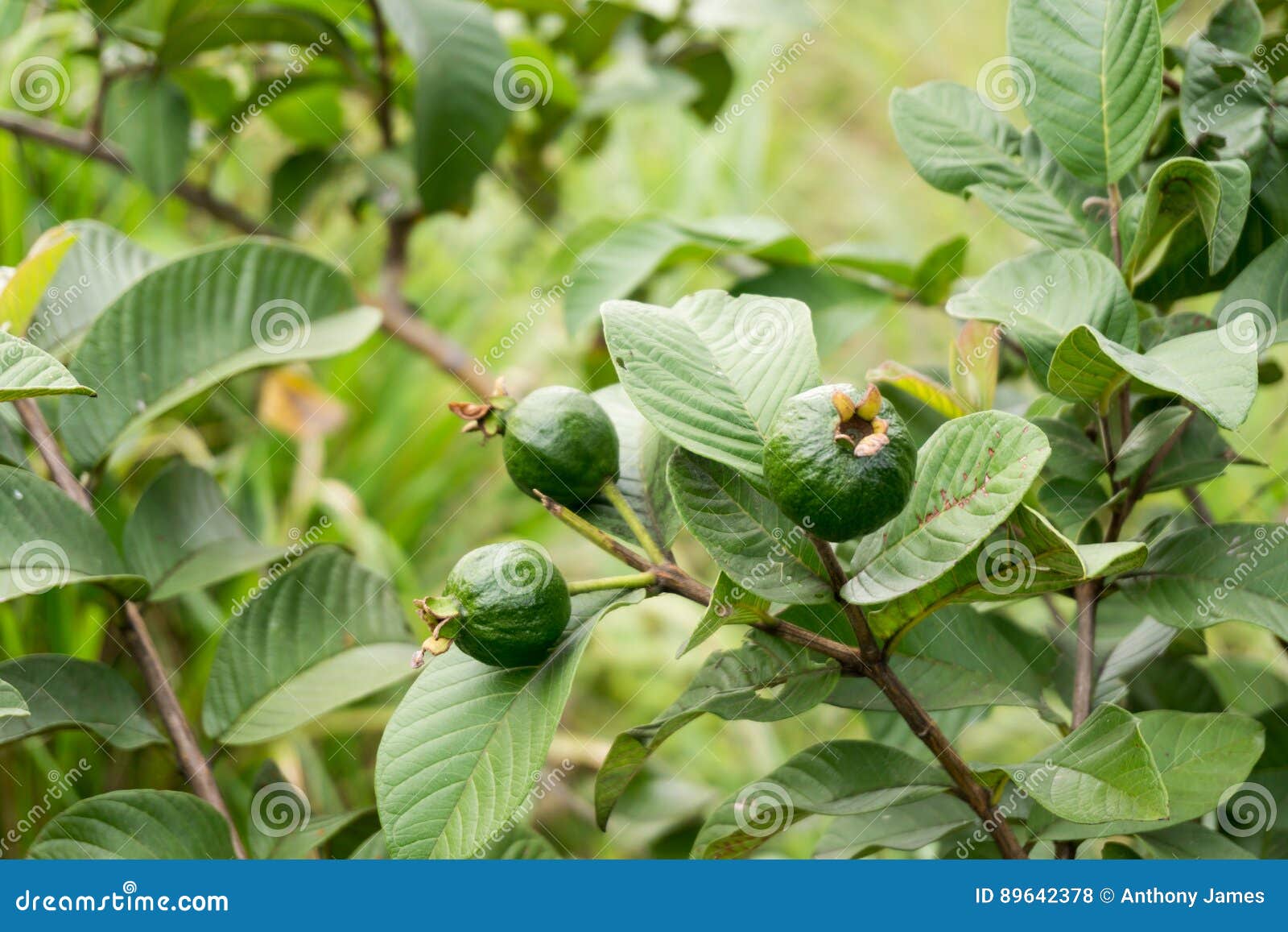 Guava fruit tree stock photo. Image of philippines, tree - 89642378