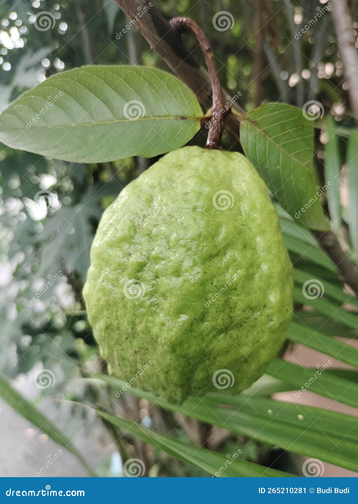 Guava Fruit Tree is Very Beautiful Stock Image - Image of beautiful ...