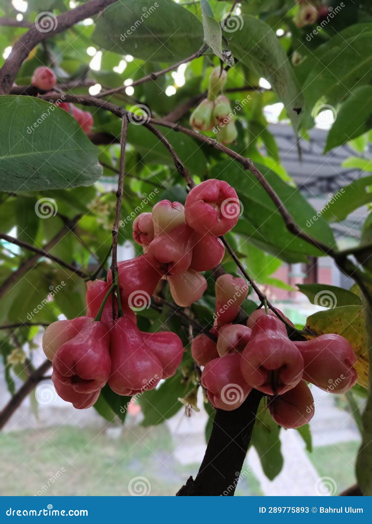 Fresh Guava Fruit, Great for Sweet Salad Stock Image - Image of salad ...