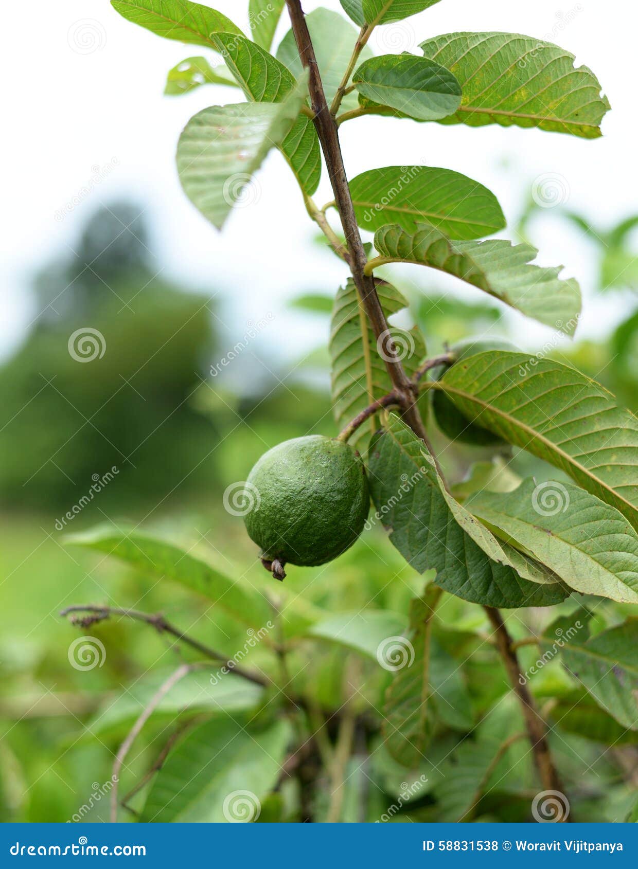 Guava fruit wild stock photo. Image of line, clear, eating - 58831538
